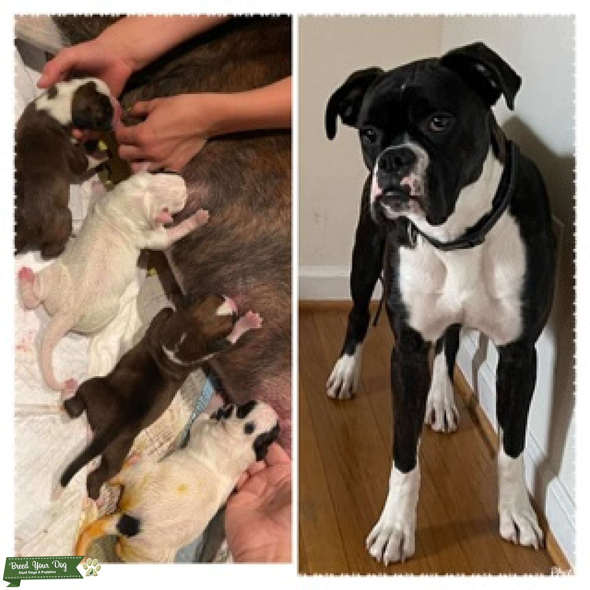 Handsome Reverse Brindle Boxer - Stud Dog in Virginia , the United ...