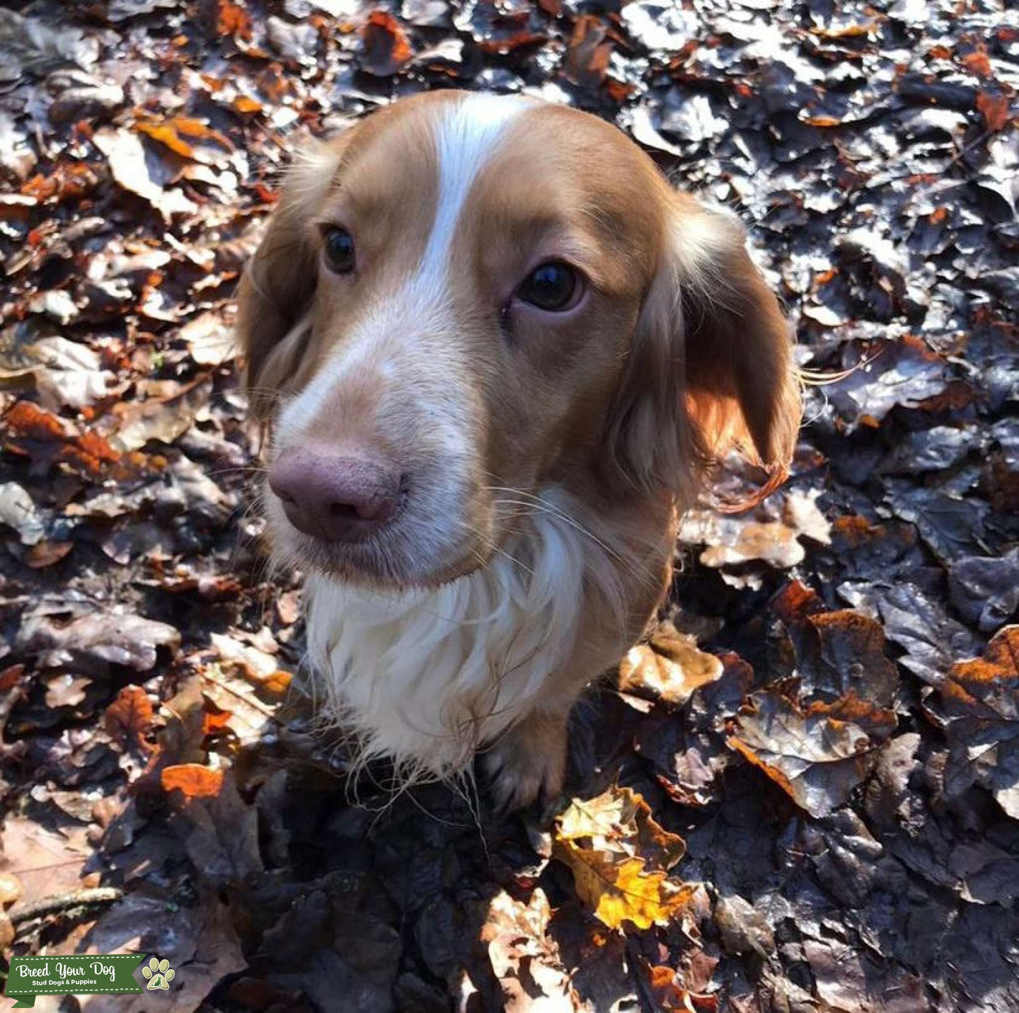 Golden working cocker spaniel - Stud Dog in Worcestershire , United ...