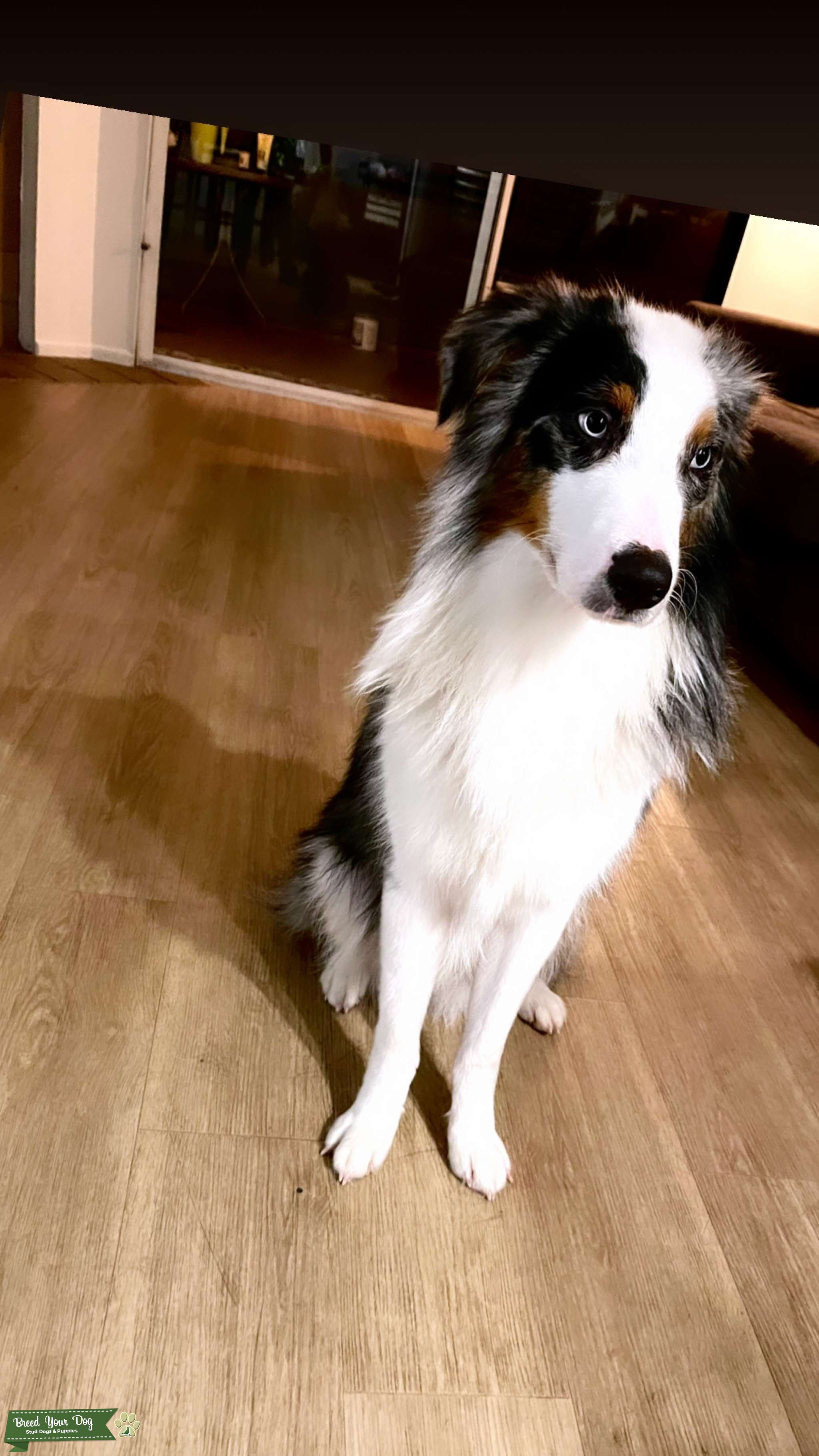 Handsome Blue Merrill looking for a girlfriend - Stud Dog in Southern ...