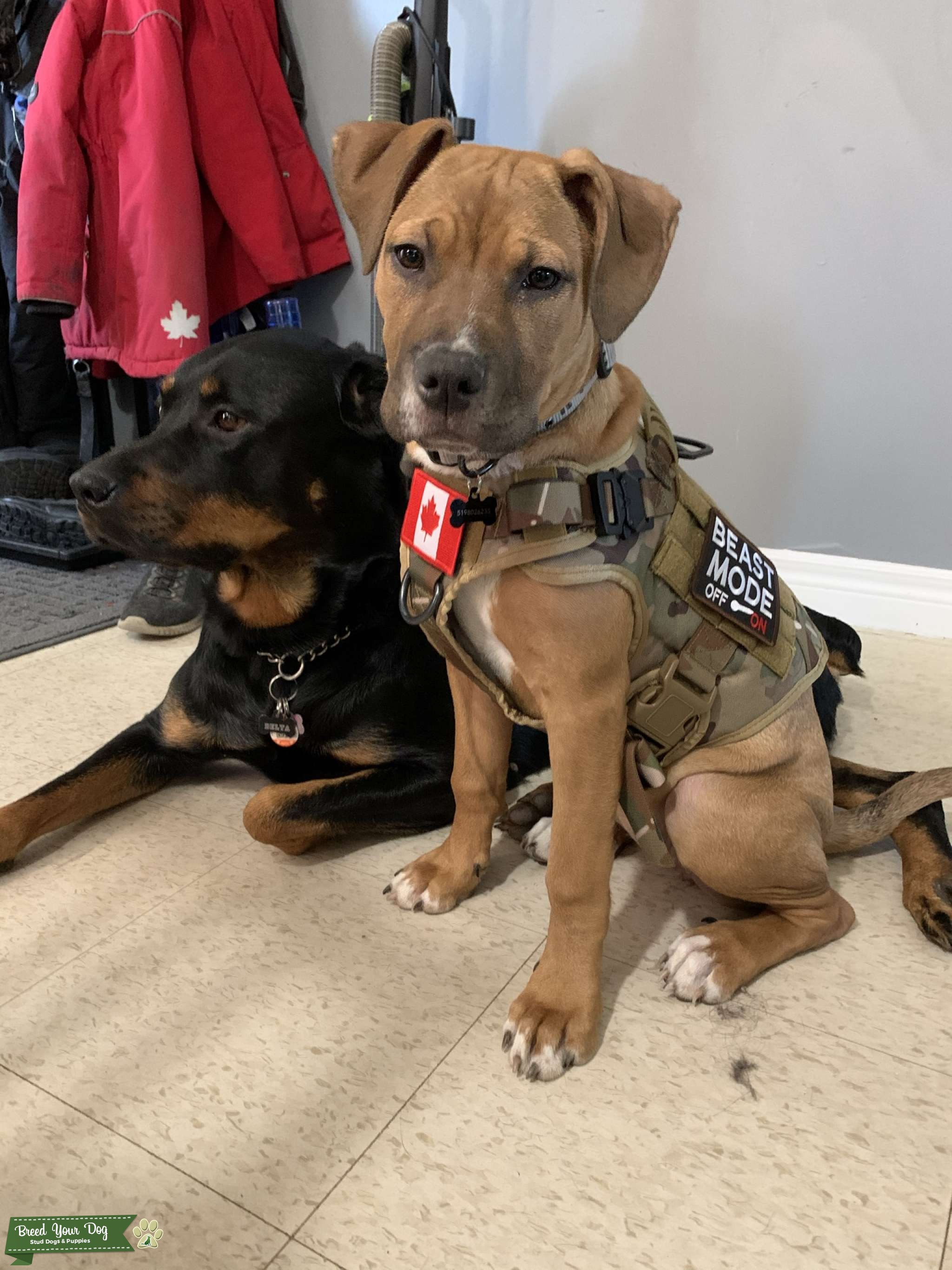 Pheonix the red nose - Stud Dog in Brant county, Australia | Breed Your Dog