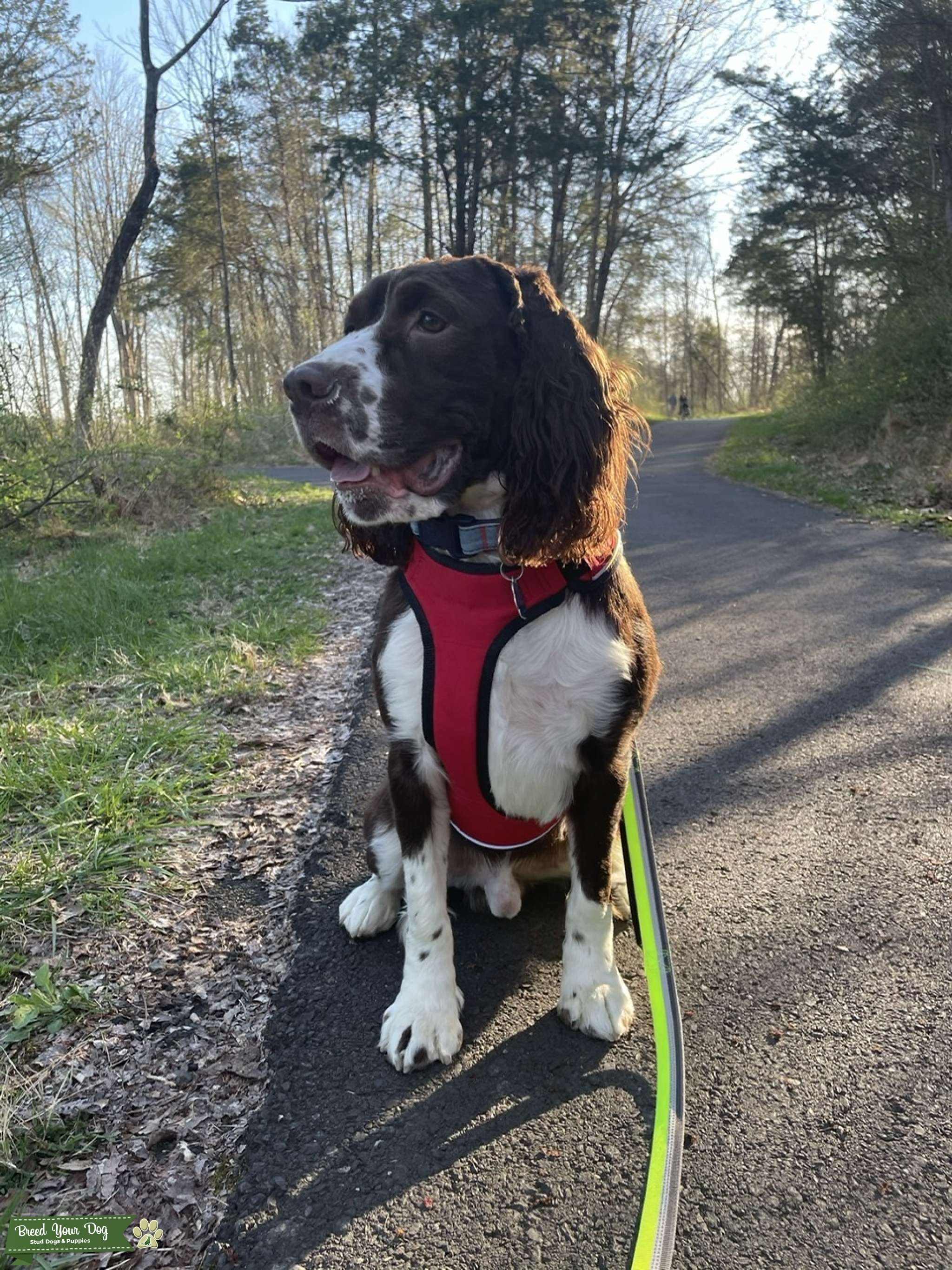 English Springer Spaniel STUD full of love - Stud Dog in Berks County ...