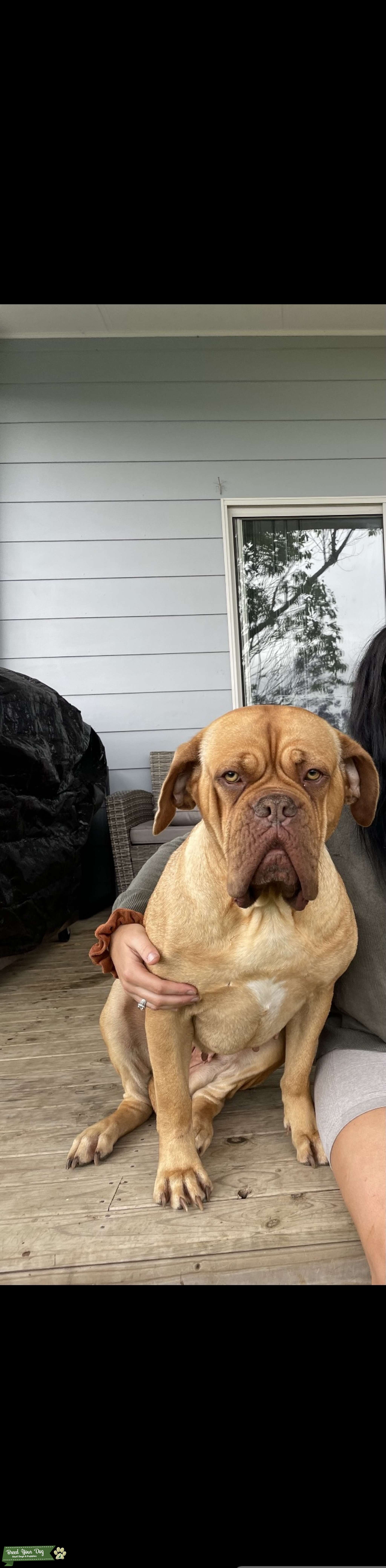 Female neo x dogue - Stud Dog Stroud - Breed Your Dog