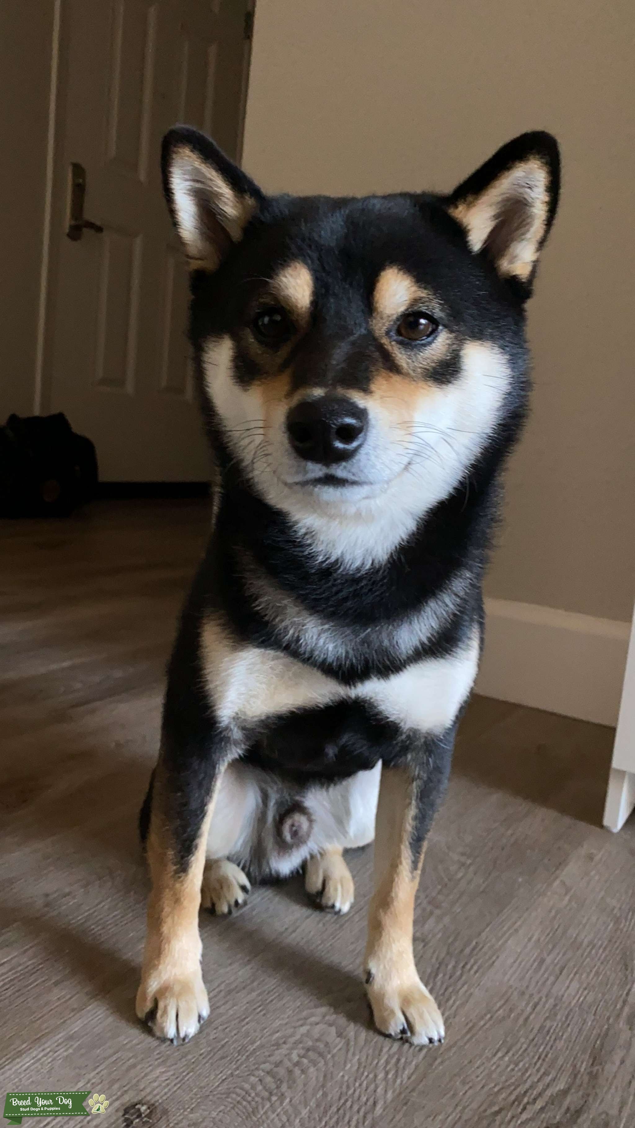Looking for female shiba Inu in North Cal - Stud Dog in CA, the United ...