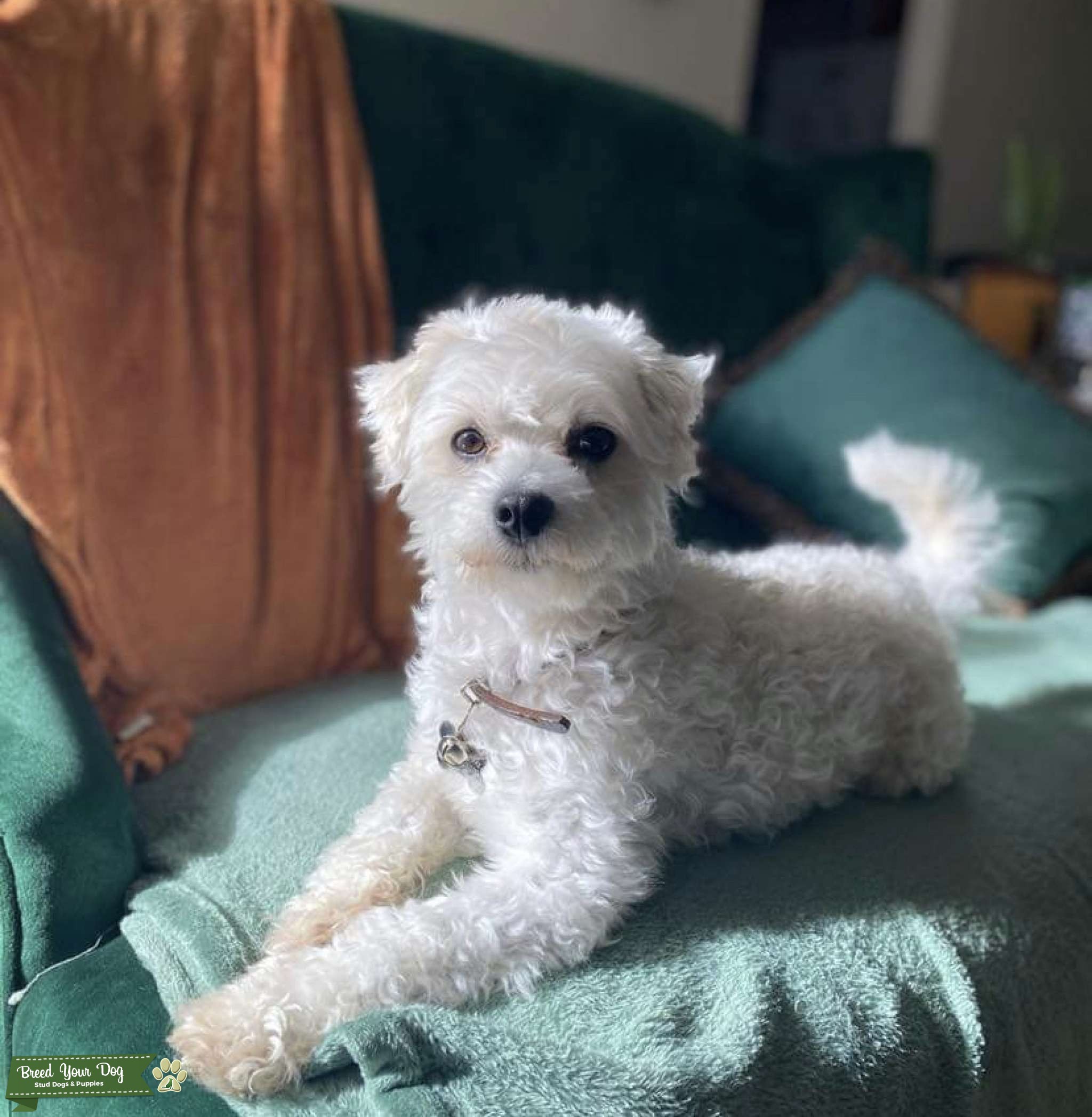 Male Pure Breed Maltese - Stud Dog in Michigan, the United States ...