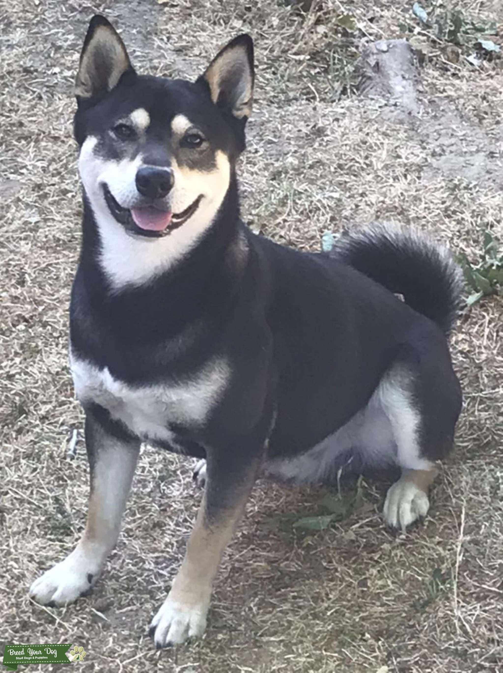 Shiba Inu Black & Tan - Stud Dog in California , the United States ...