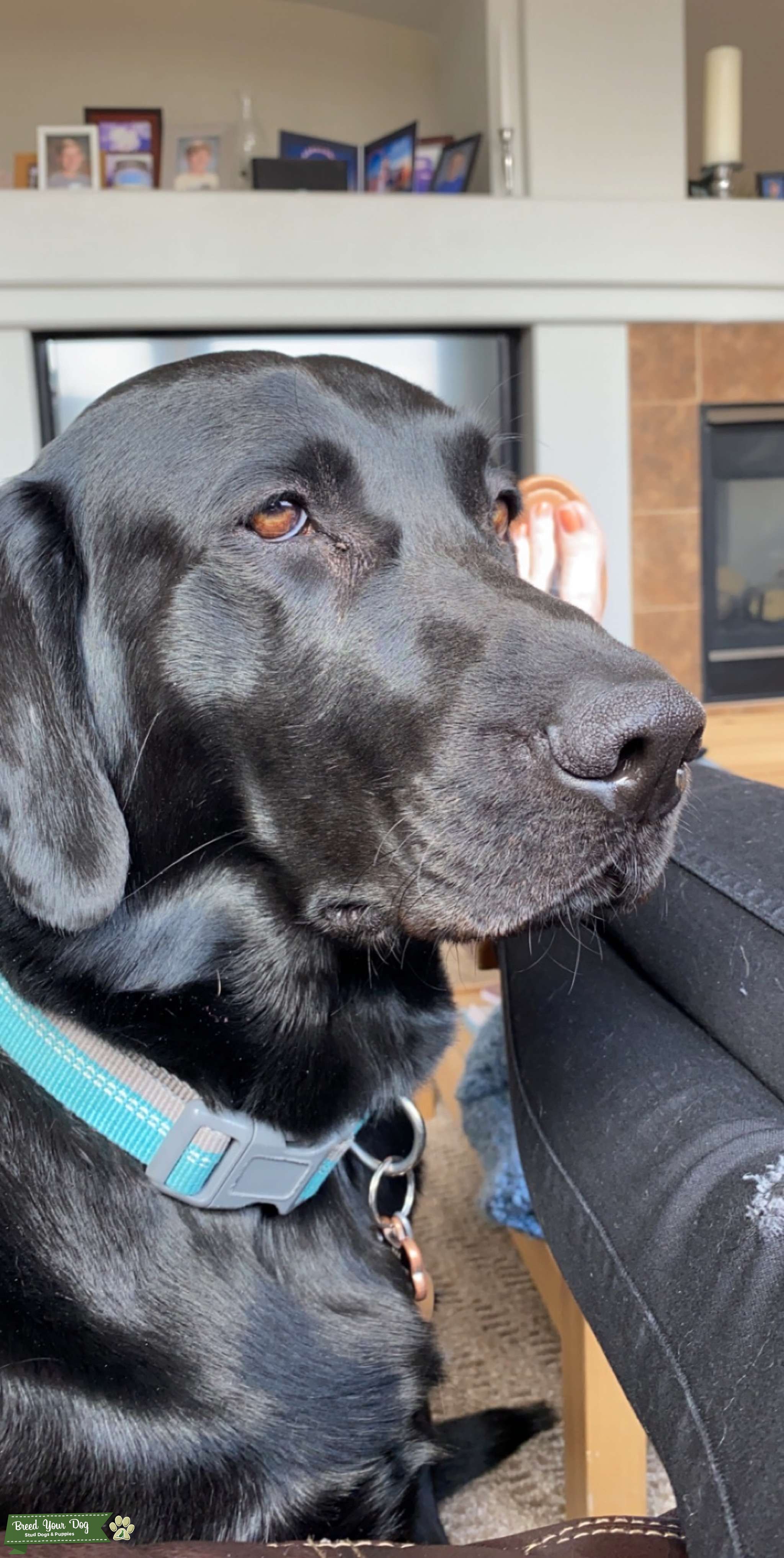 AKC Registered Male Black Lab - Stud Dog CO - Breed Your Dog