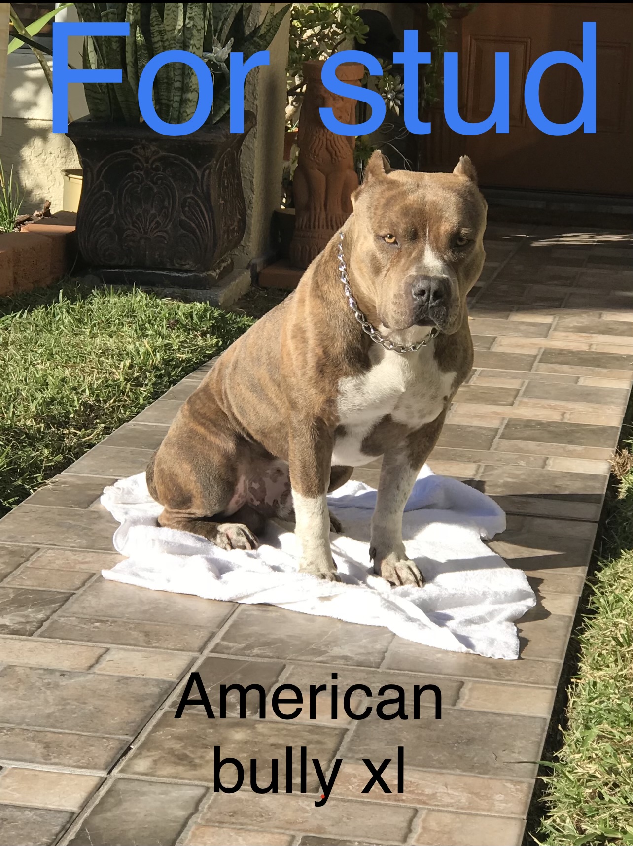 Brindle male American bully XL - Stud Dog in Florida , United States ...