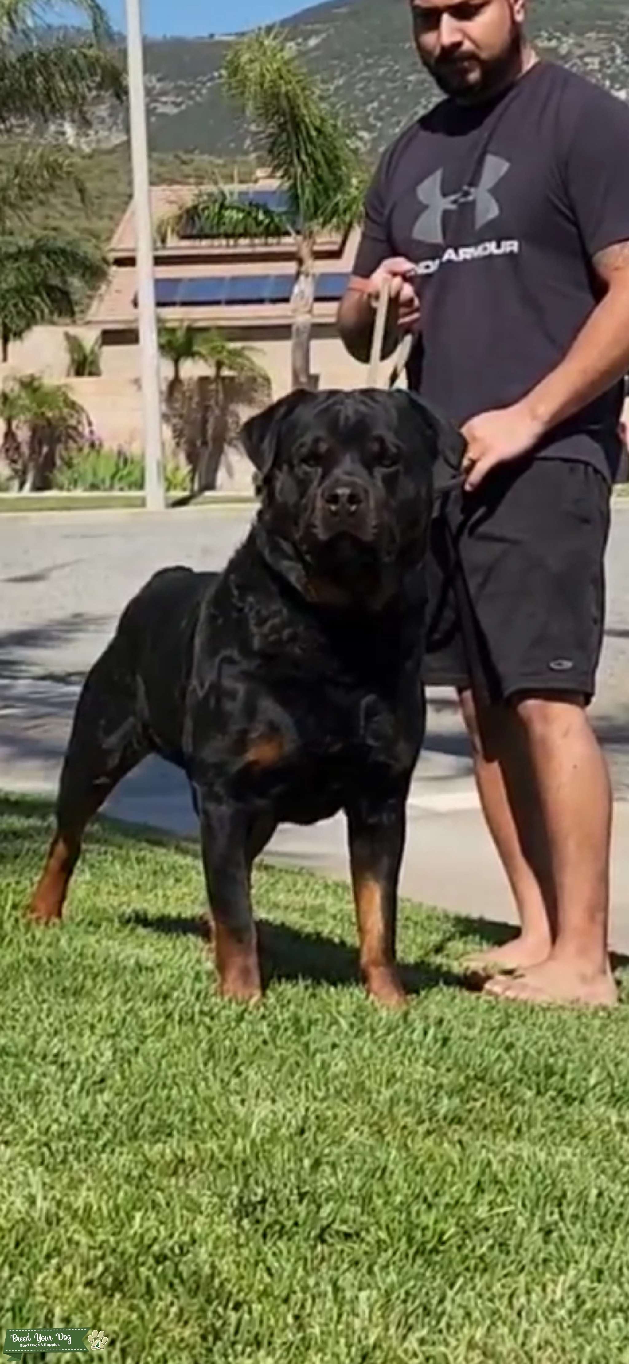 AKC German Rottweiler - Stud Dog in San Bernardino , the United States ...