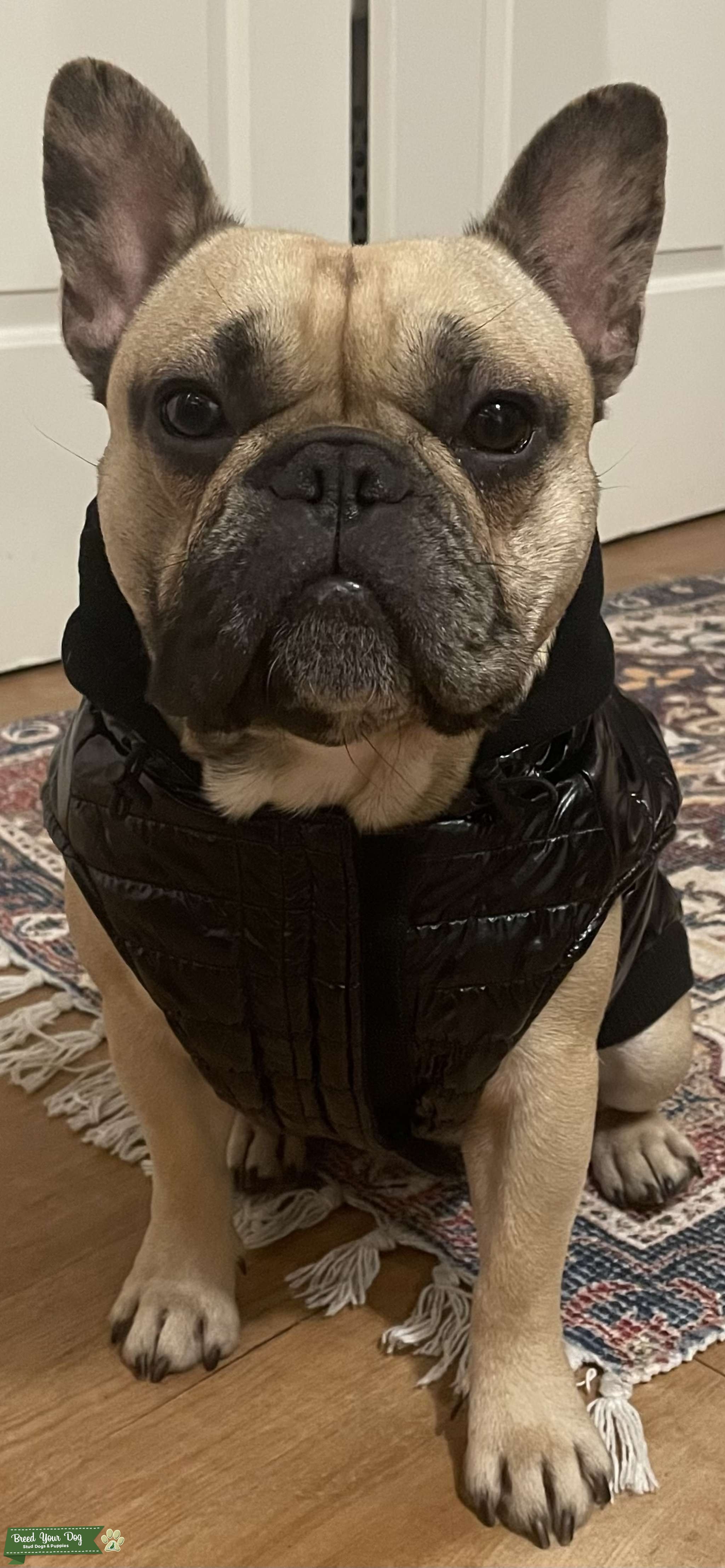 Handsome Male French Bulldog.. Perfect family member - Stud Dog in New ...