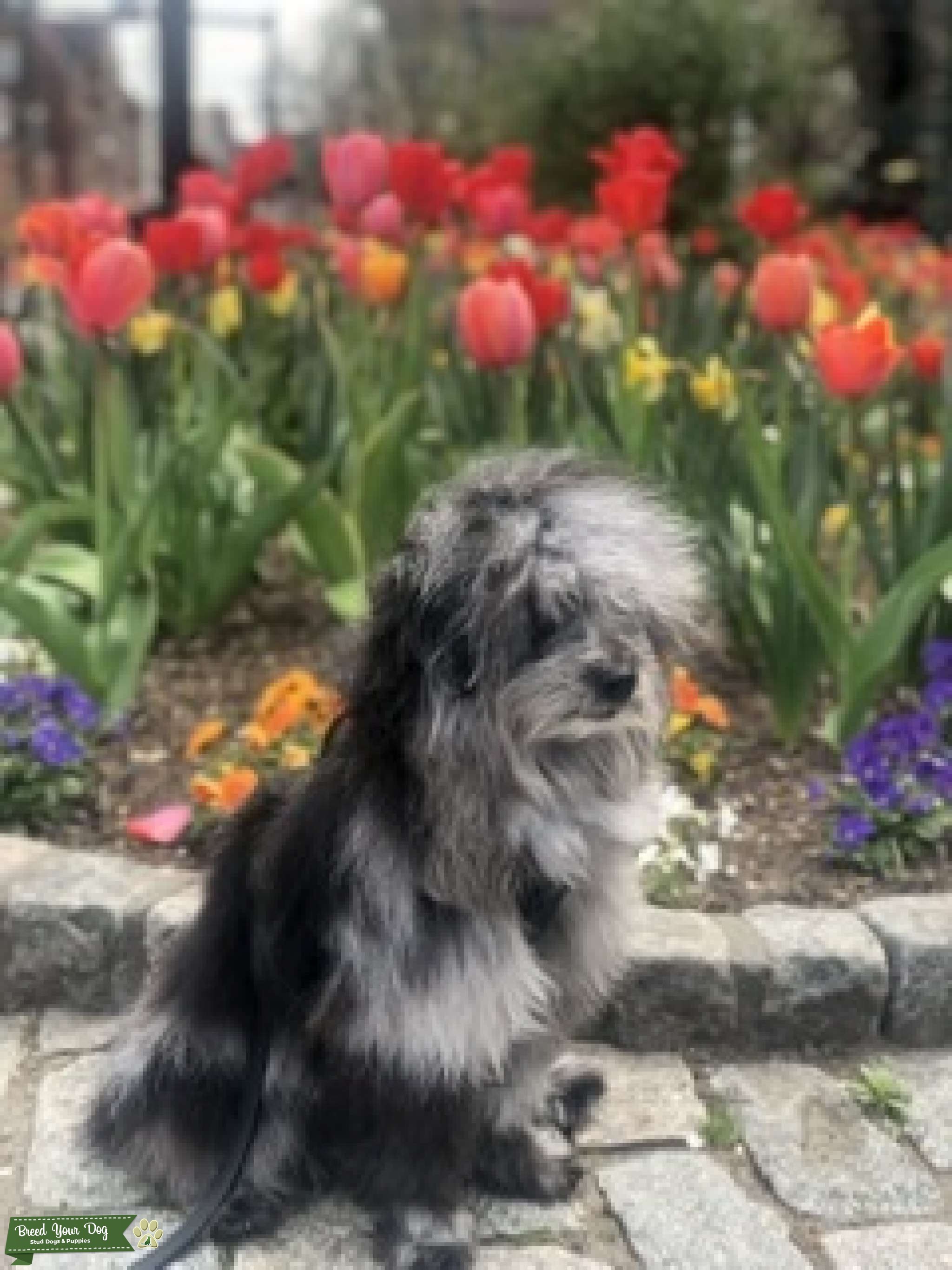 Amazing Blue Merle Pomapoo Stud - Stud Dog in New Rochelle New York ...