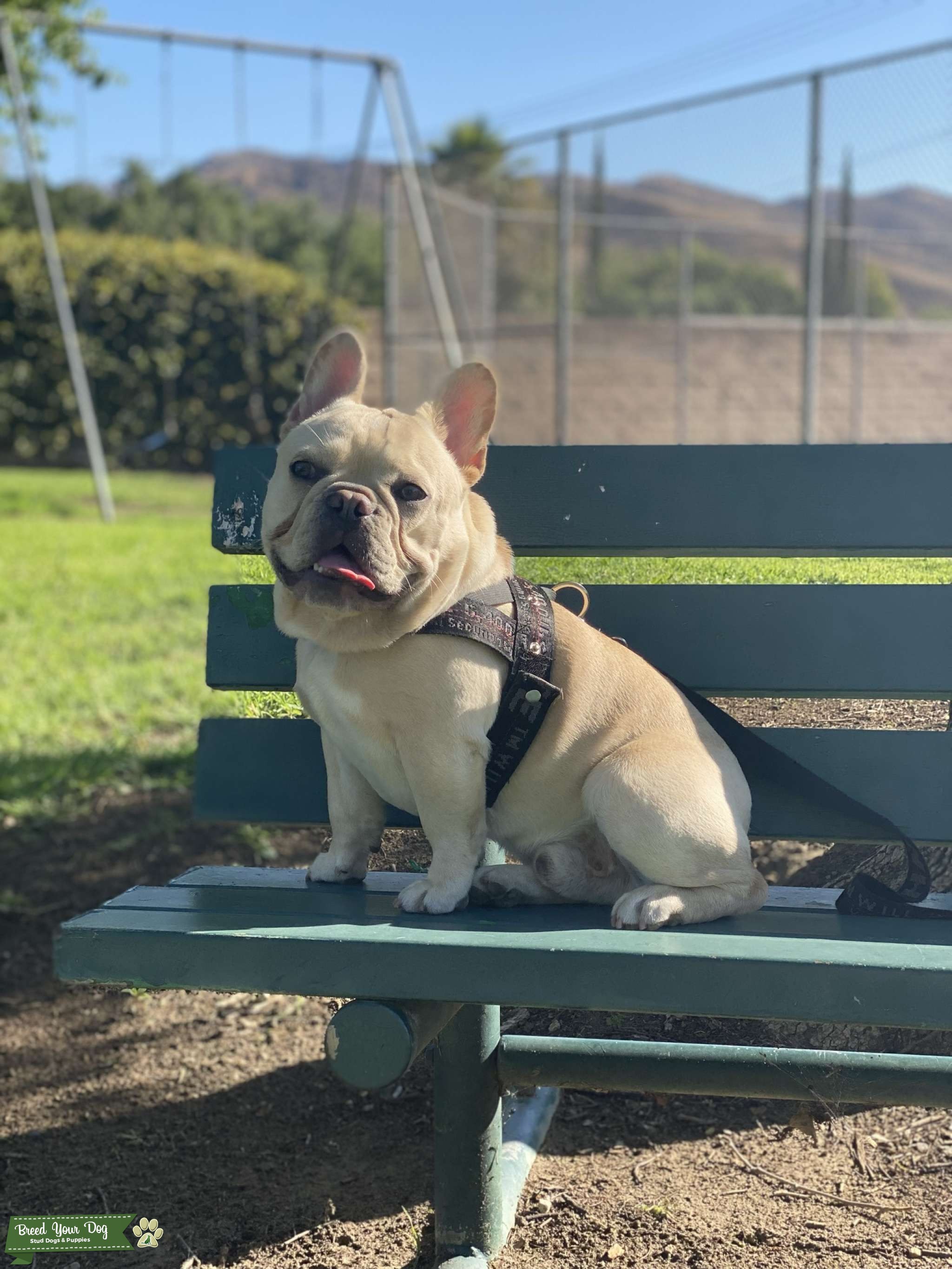 Cream French Bulldog - Stud Dog California - Breed Your Dog