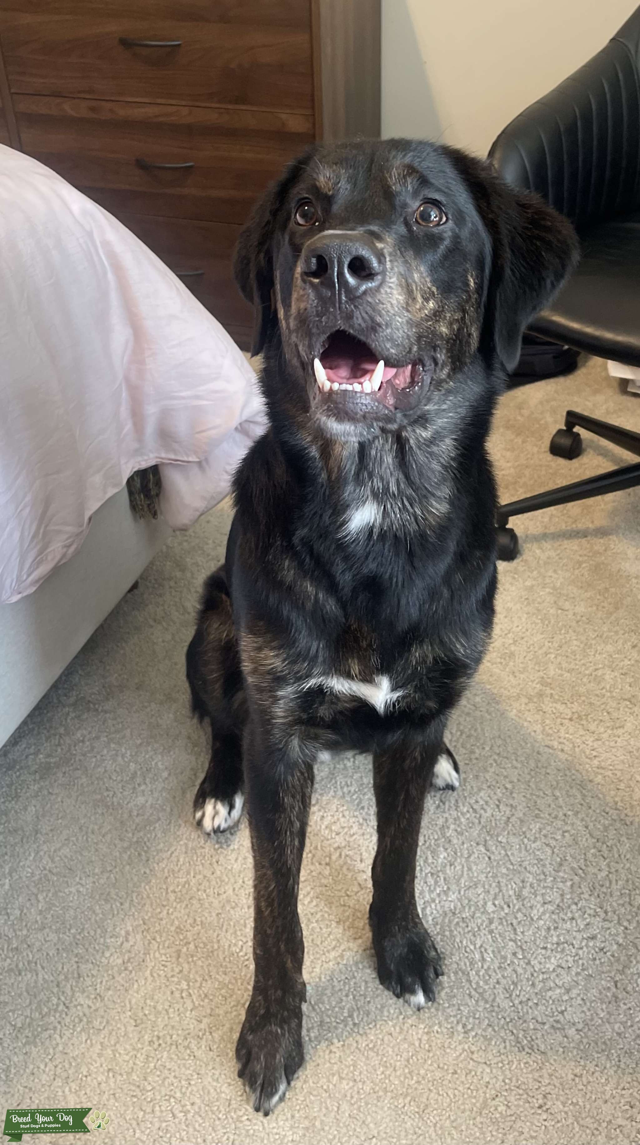 Labernese (Labrador/Bernese Mountain Dog) Stud - Stud Dog in Northeast ...