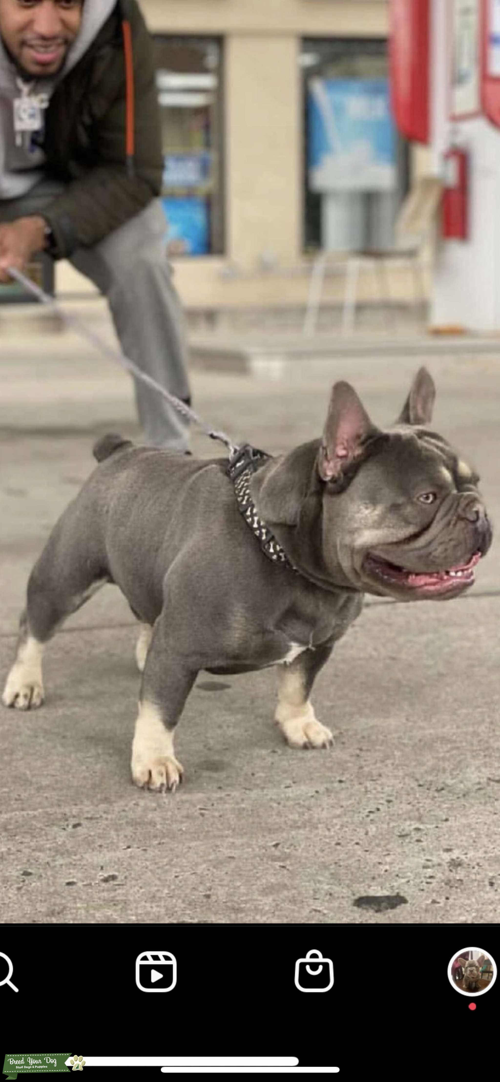 Blue Tri Frenchie - Stud Dog in USA , the United States | Breed Your Dog
