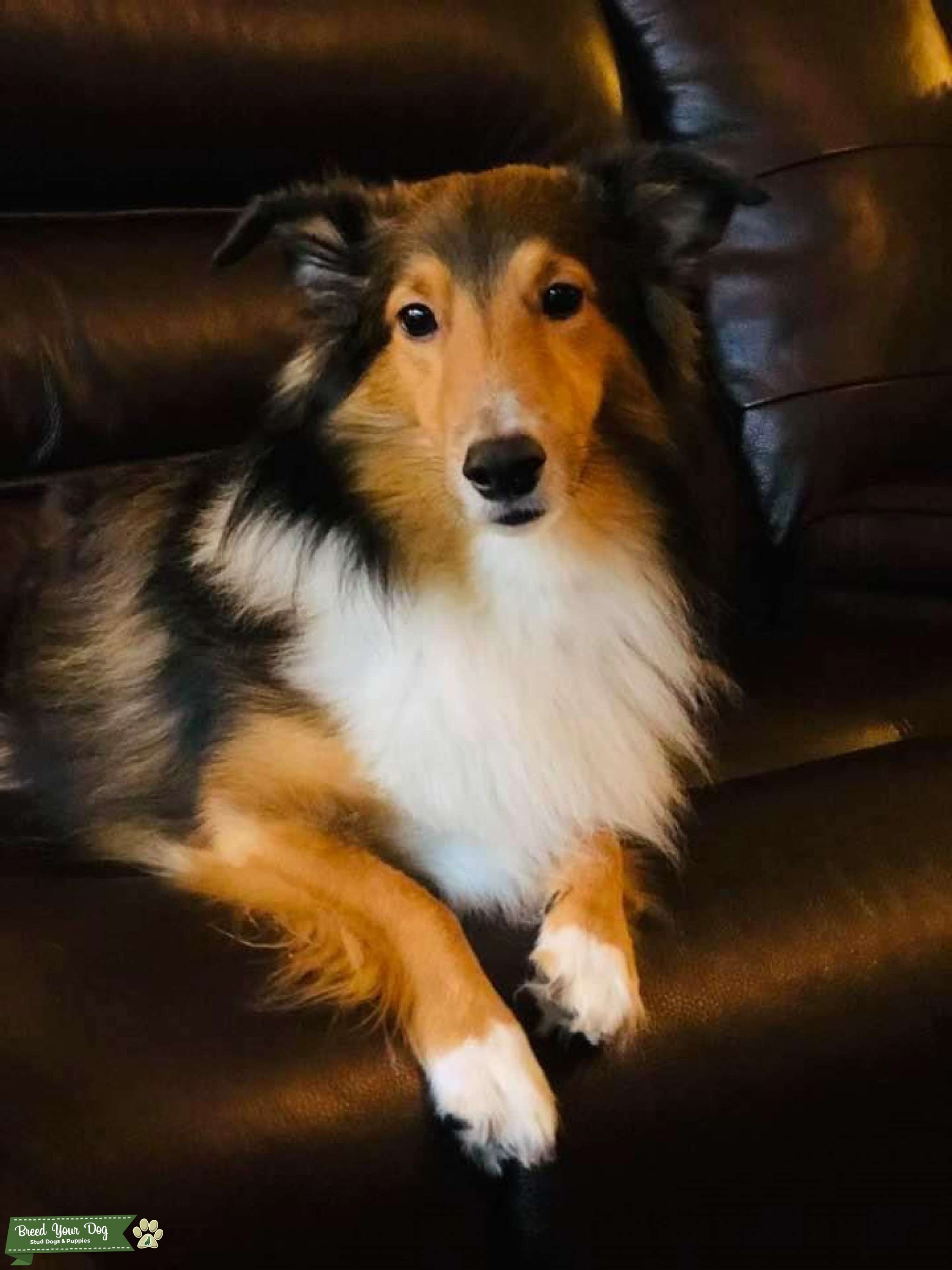 Looking for female Sheltie - Stud Dog in Florida, United States | Breed ...