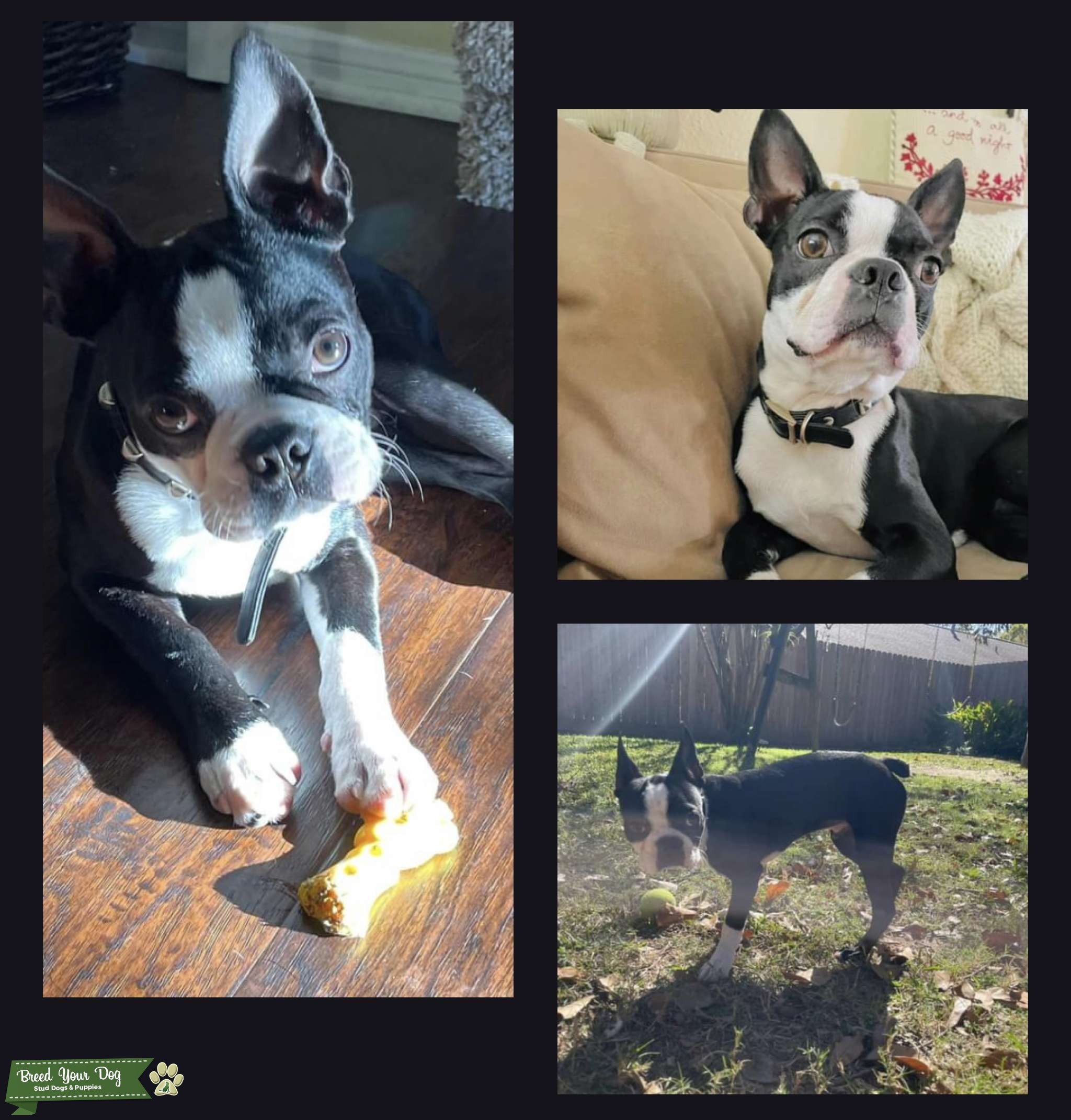 Boston Terrier STUD - Stud Dog in Texas, the United States | Breed Your Dog