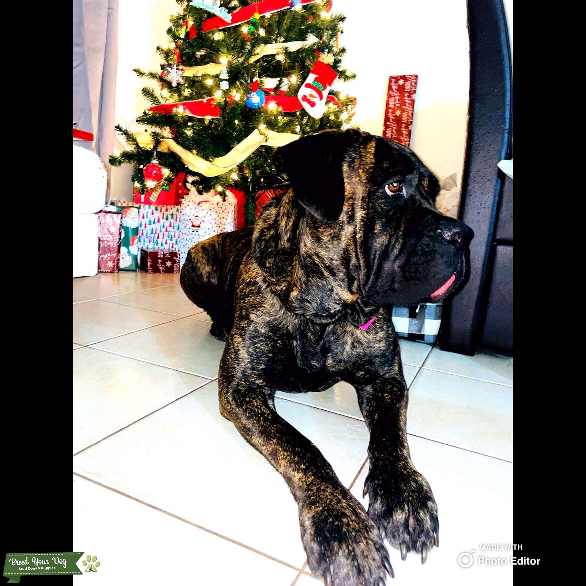 Purebred Brindle Cane Corso - Stud Dog Florida - Breed Your Dog
