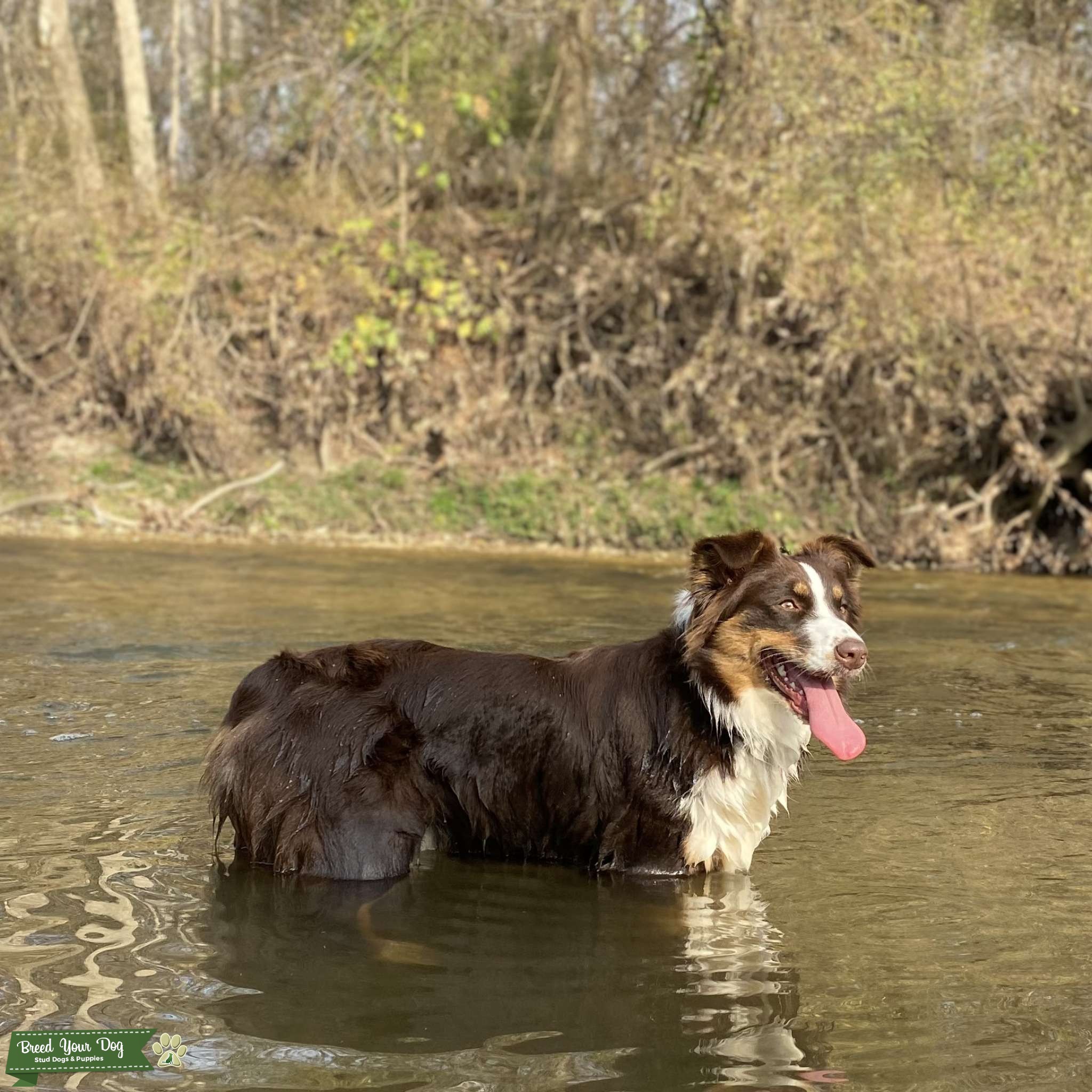 Standard Red Tri Australian Shepherd - Stud Dog in Texas, United States ...