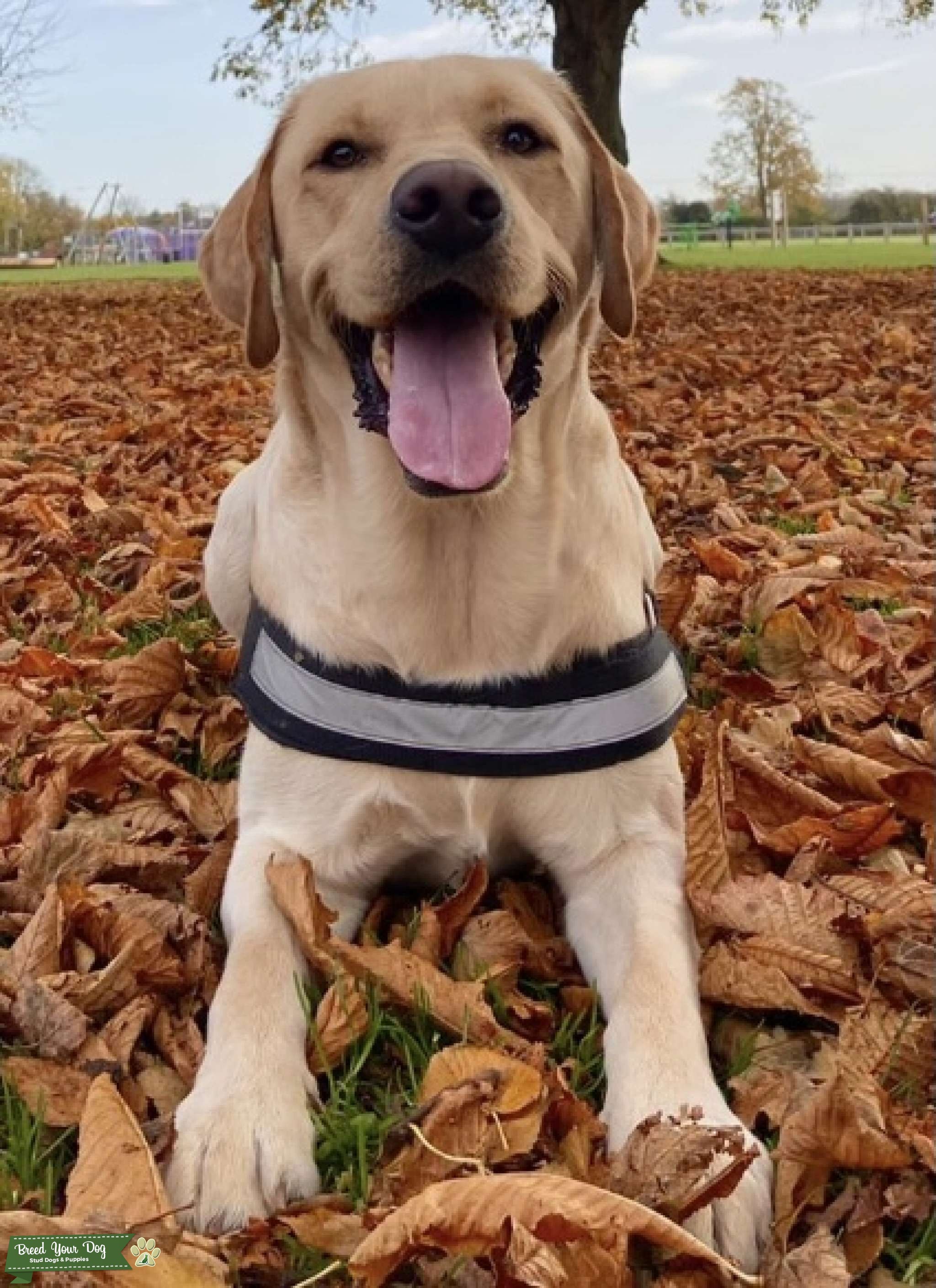 GOLDEN LABRADOR RETRIEVER - Stud Dog Warwickshire - Breed Your Dog