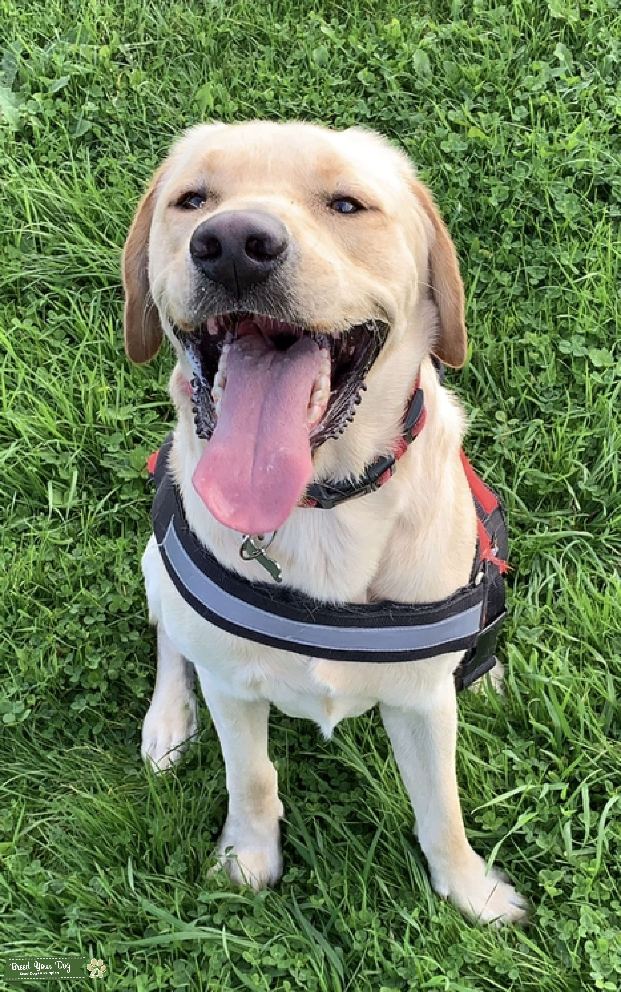 GOLDEN LABRADOR RETRIEVER - Stud Dog Warwickshire - Breed Your Dog