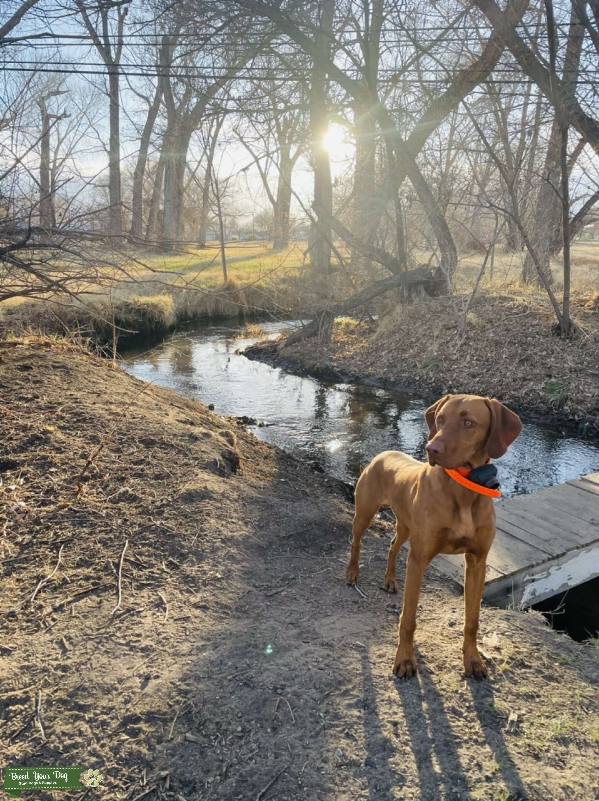 Male Vizsla - Stud Dog in California , the United States | Breed Your Dog