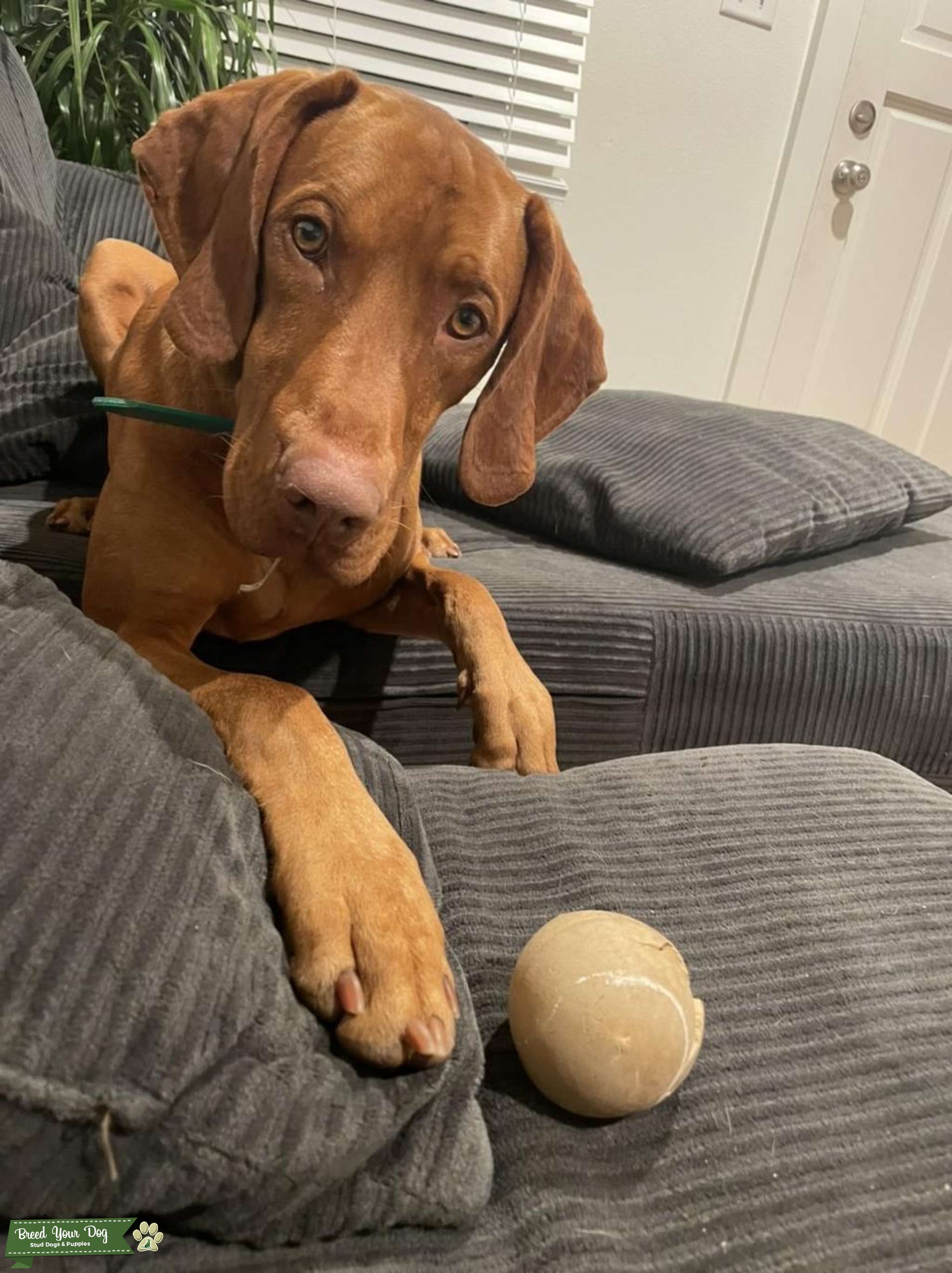 Male Vizsla - Stud Dog in California , the United States | Breed Your Dog