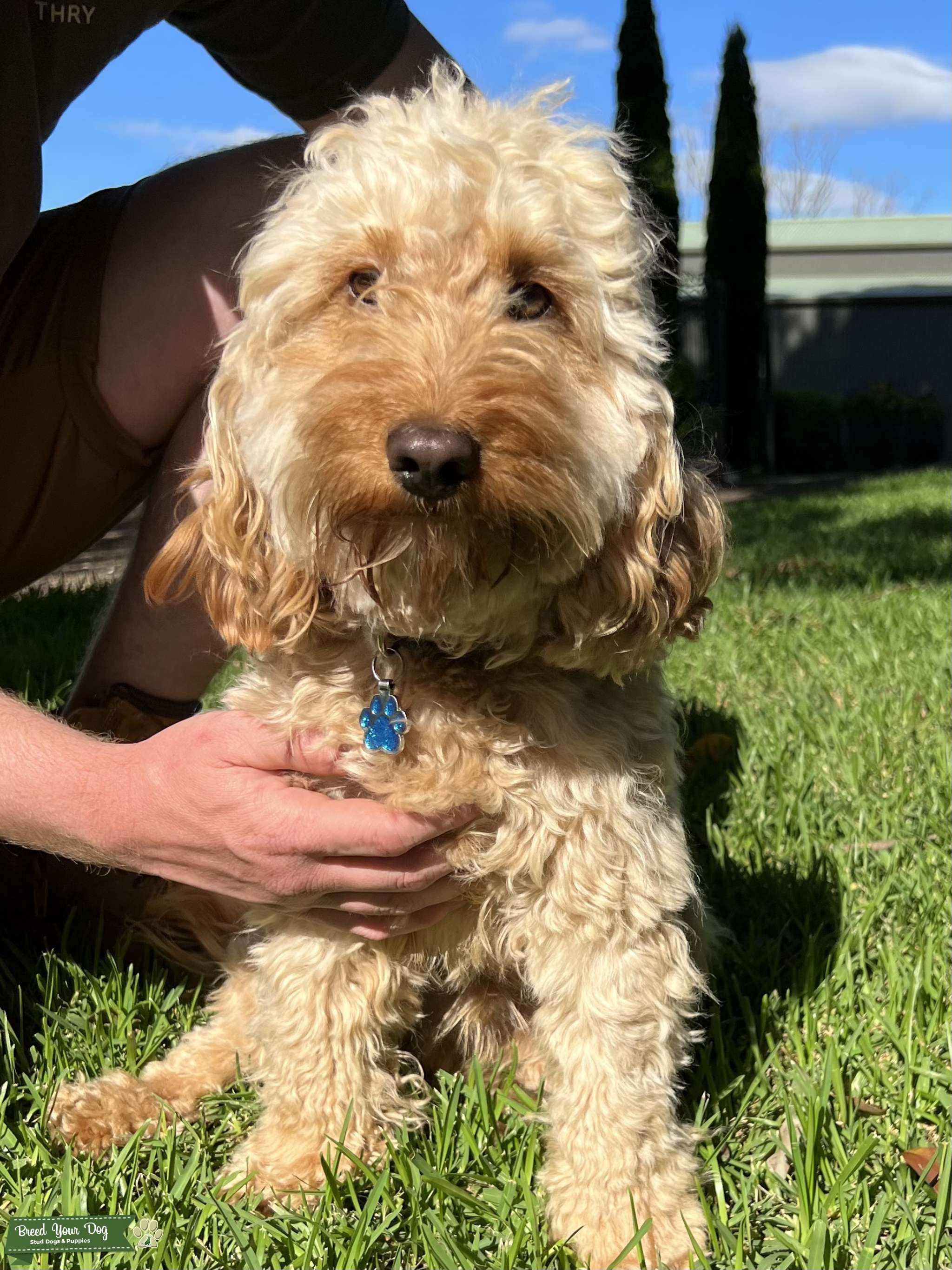 Spoodle stud DNA clear - Stud Dog Mulbring - Breed Your Dog