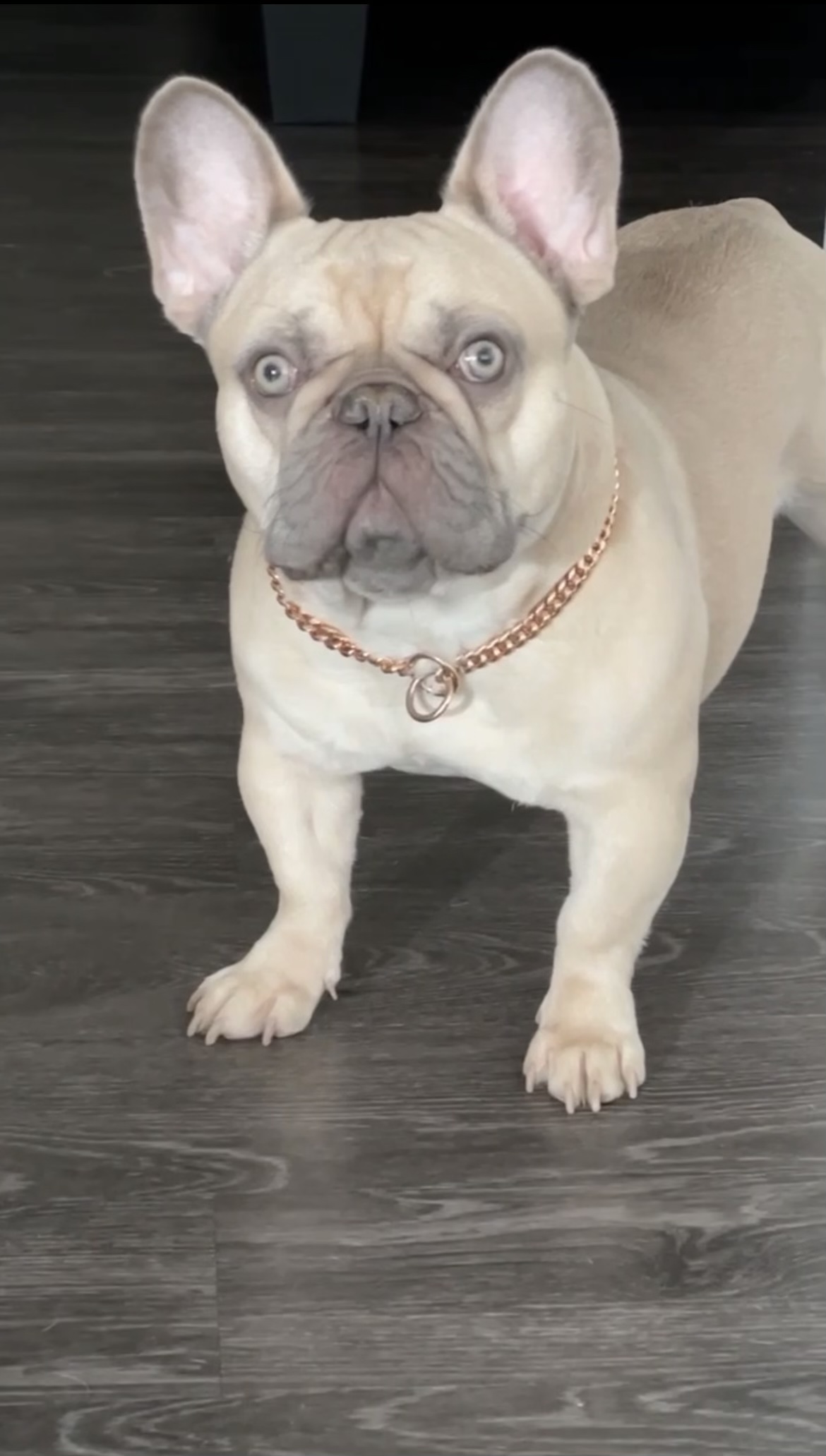 Blue Fawn Male Frenchie - Stud Dog in Georgia, United States | Breed ...