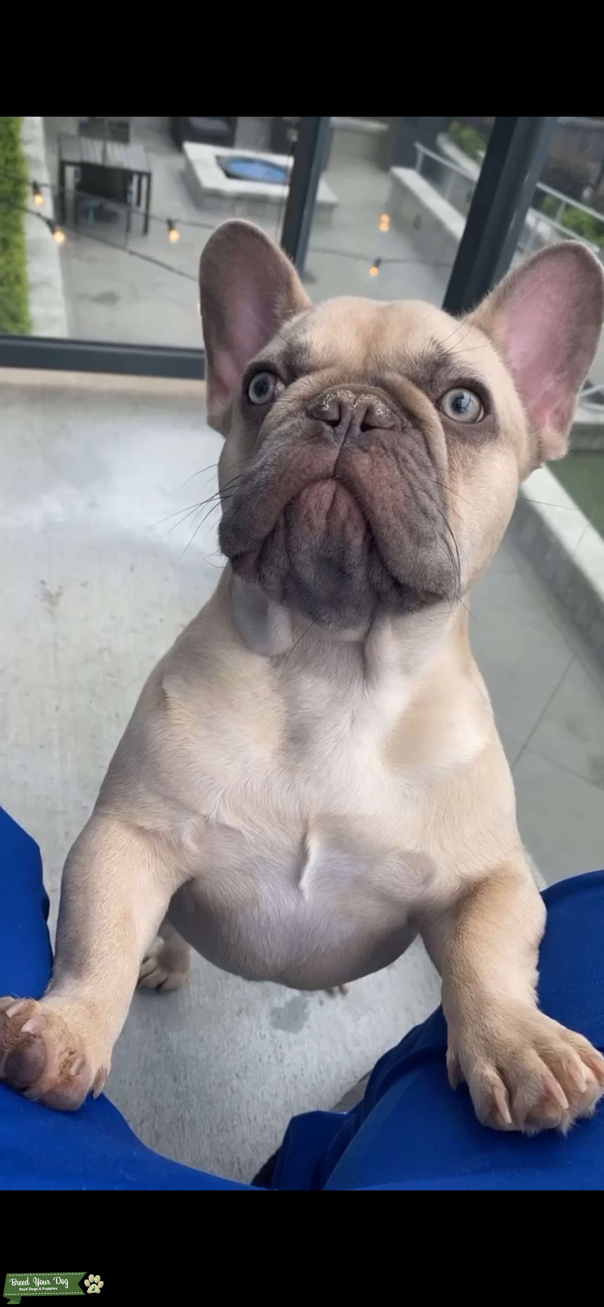 Blue Fawn Male Frenchie - Stud Dog in Georgia, United States | Breed ...
