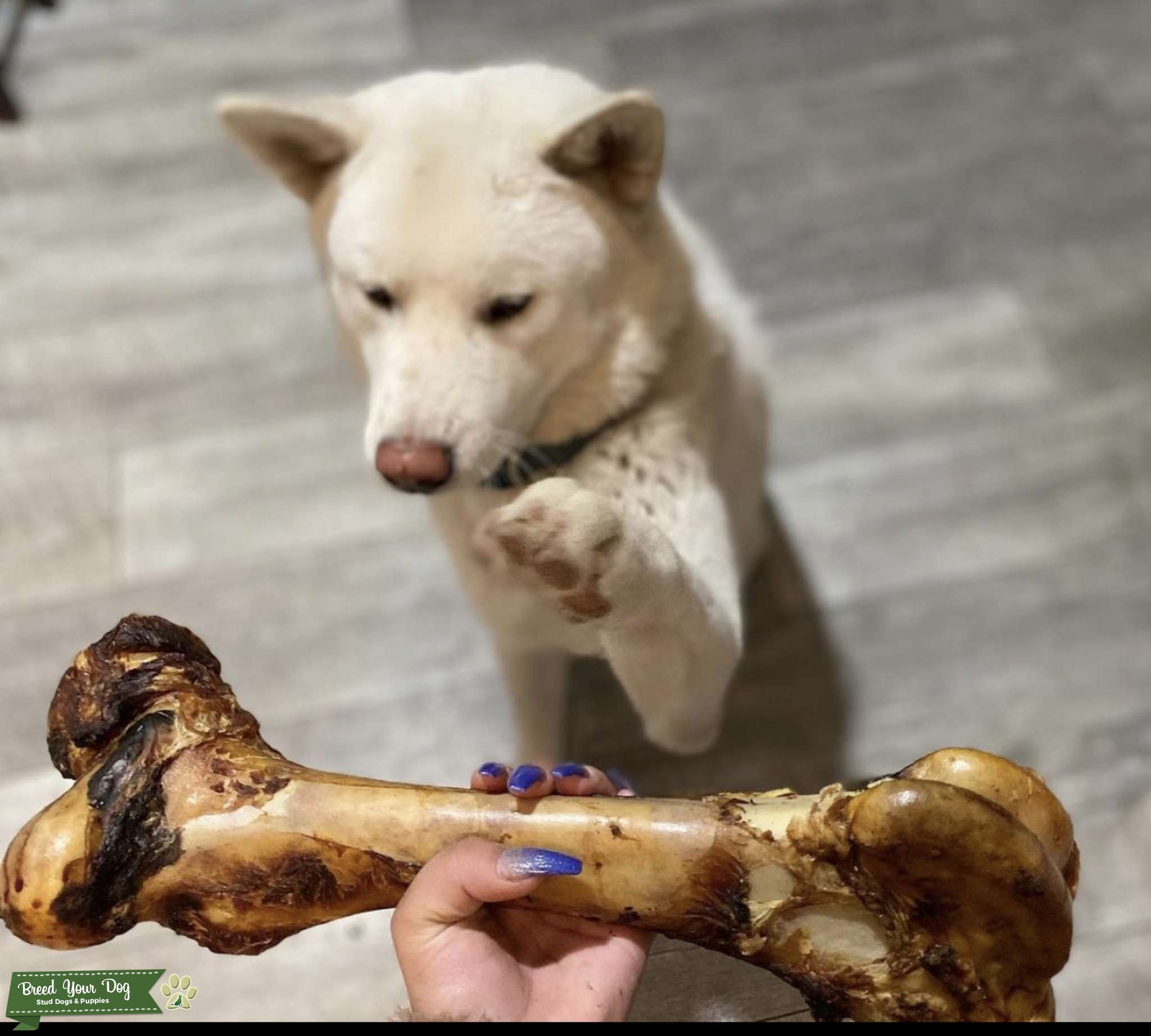 Pure white American Akita - Stud Dog in Las Vegas, Nevada, the United ...