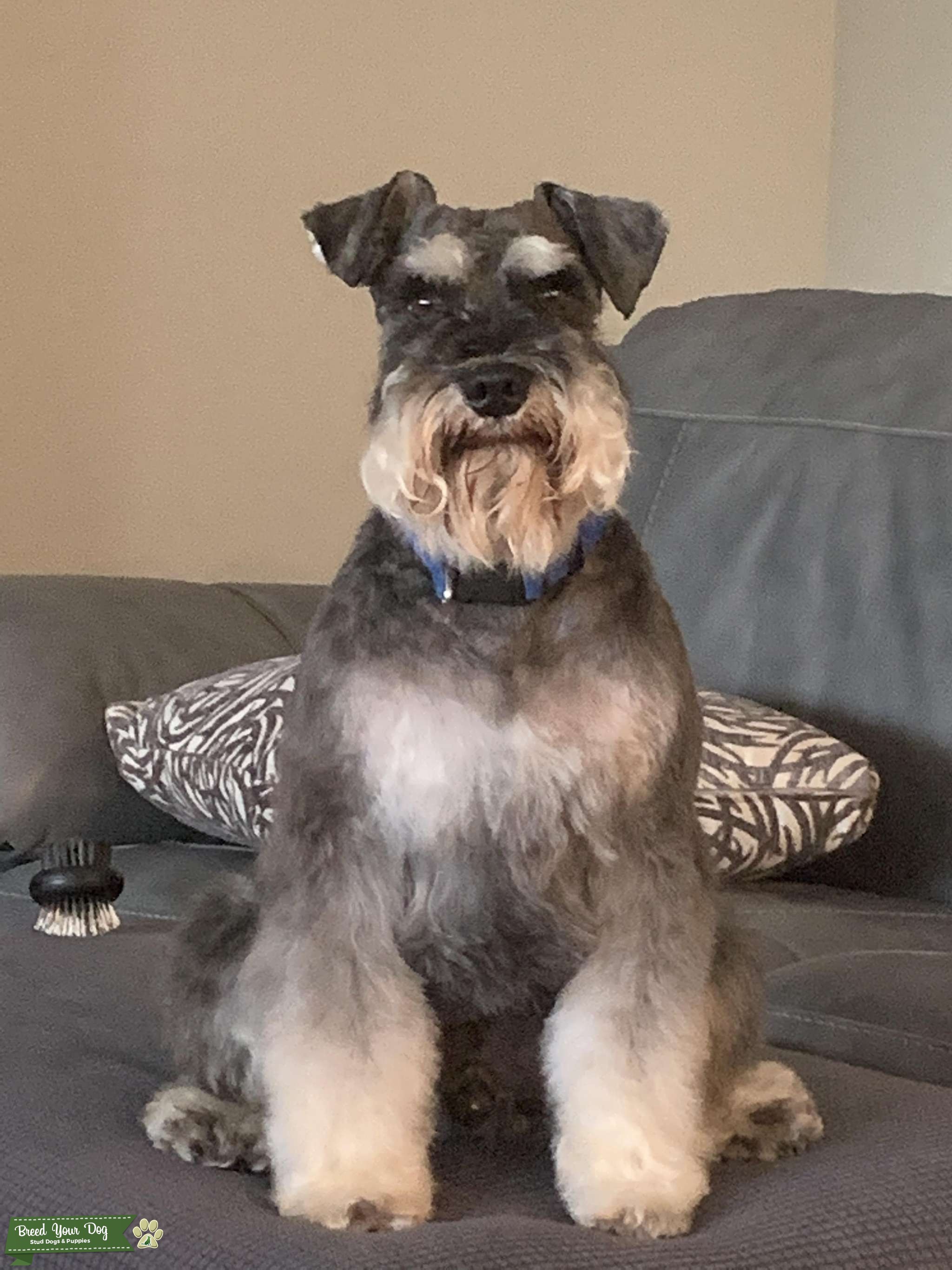 Looking for a female mate - Stud Dog Estero Florida - Breed Your Dog