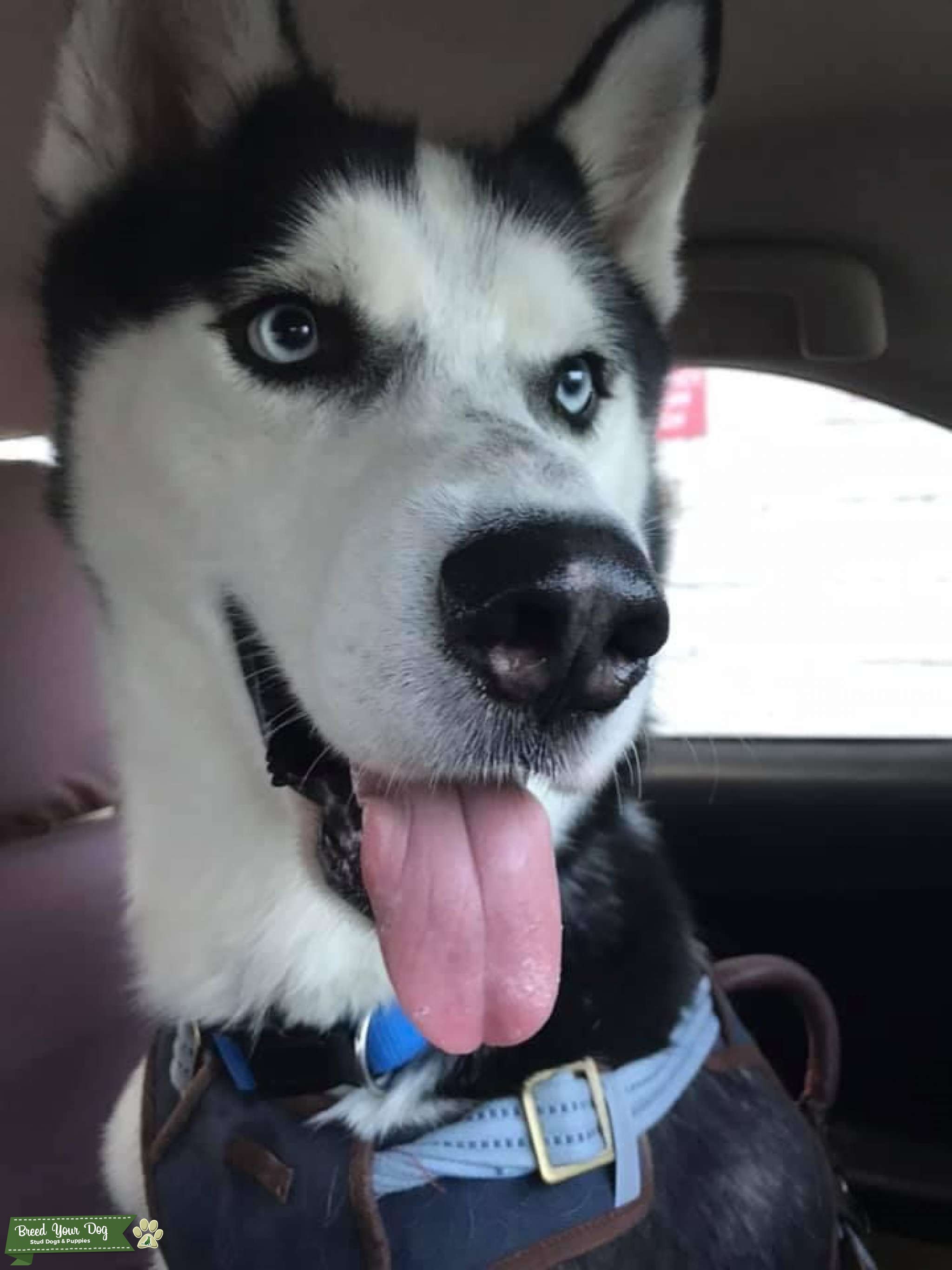 Husky Stud - Stud Dog in Florida , the United States | Breed Your Dog