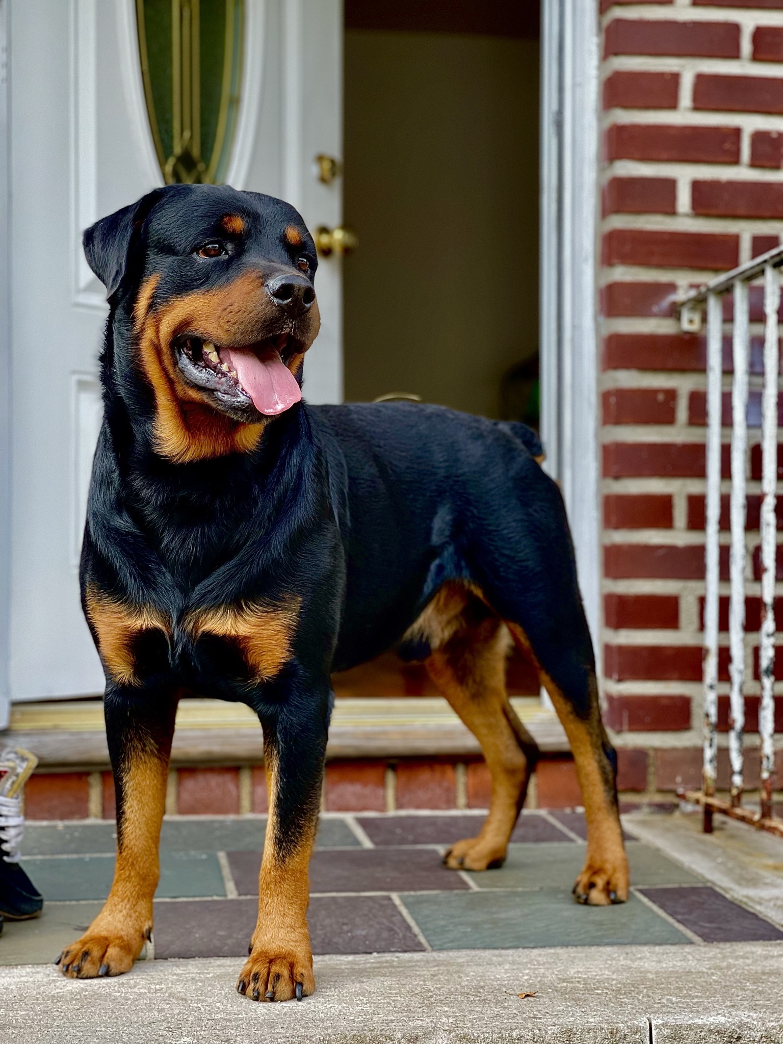 Male German Rottweiler for breeding - Stud Dog in New York, United ...