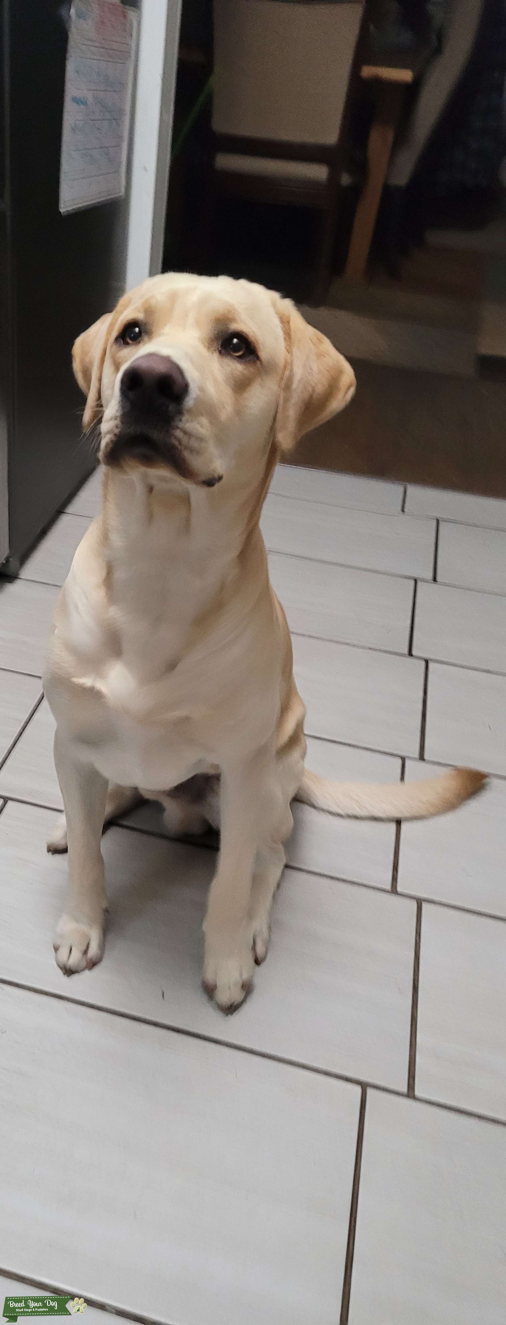 Yellow Labrador - Stud Dog in New Jersey, the United States | Breed ...