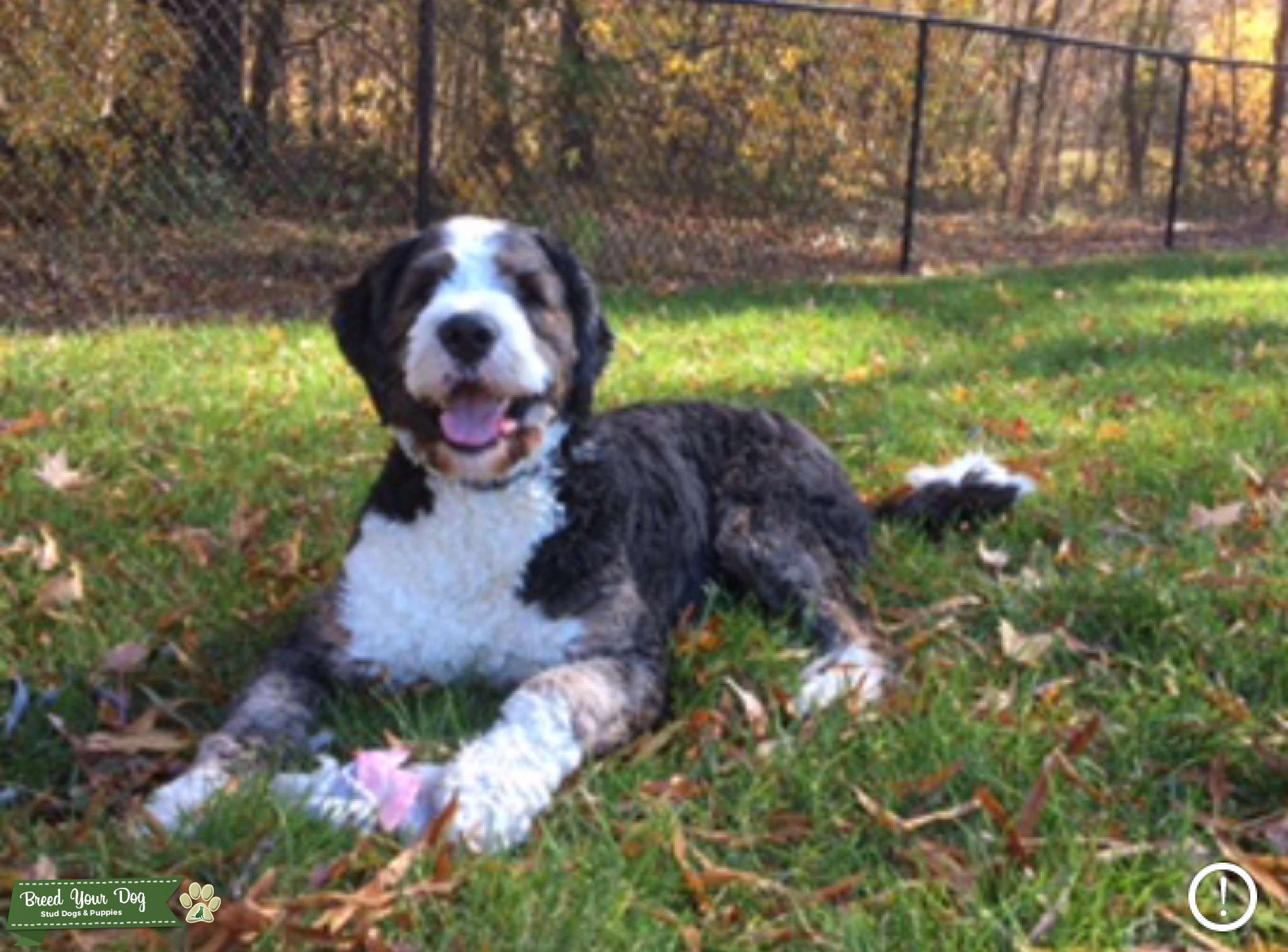 Tri-Color Bernedoodle - Stud Dog in Florida, United States | Breed Your Dog