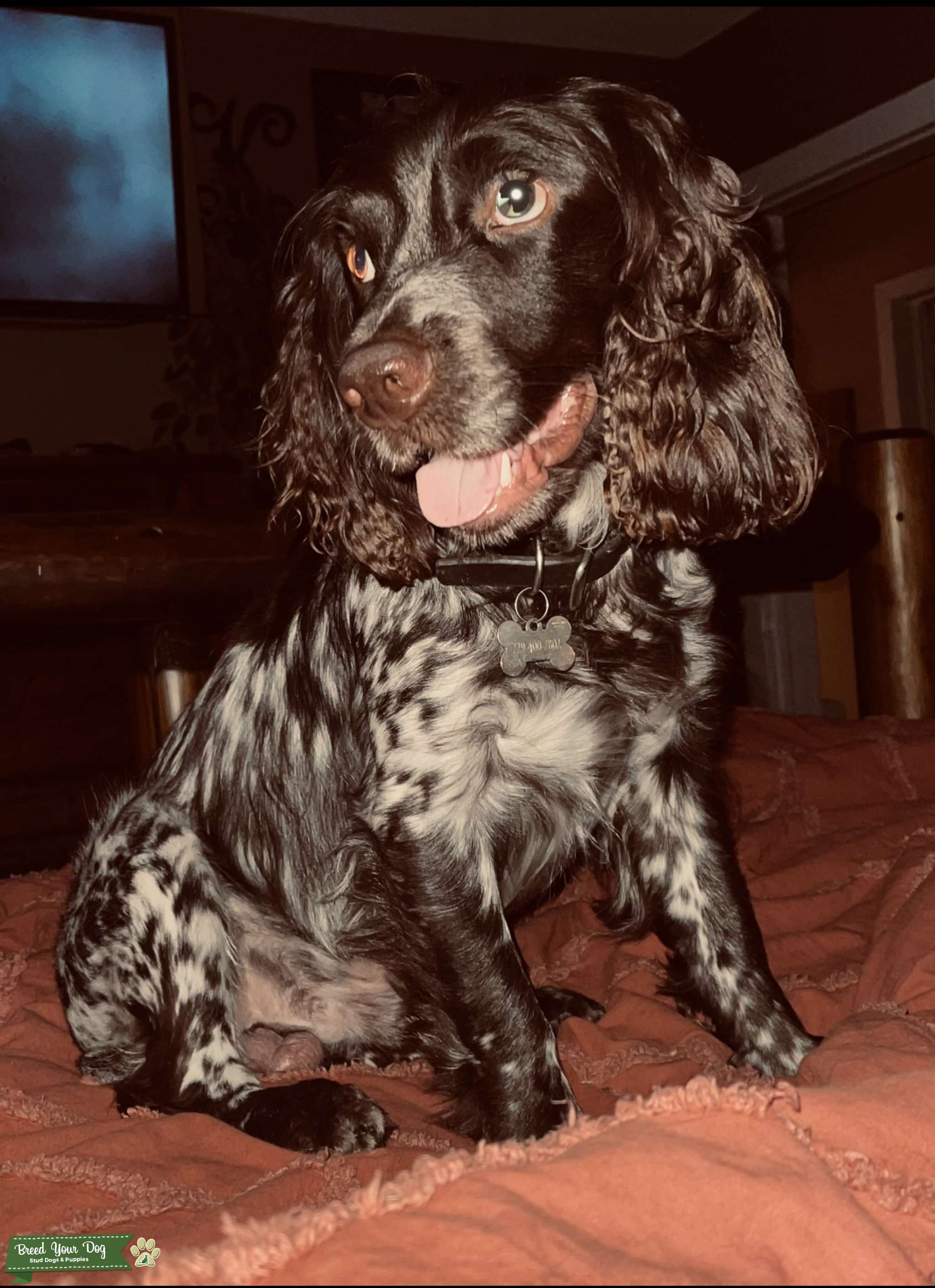 Liver Roan English Cocker field bred - Stud Dog in Southwest Georgia ...