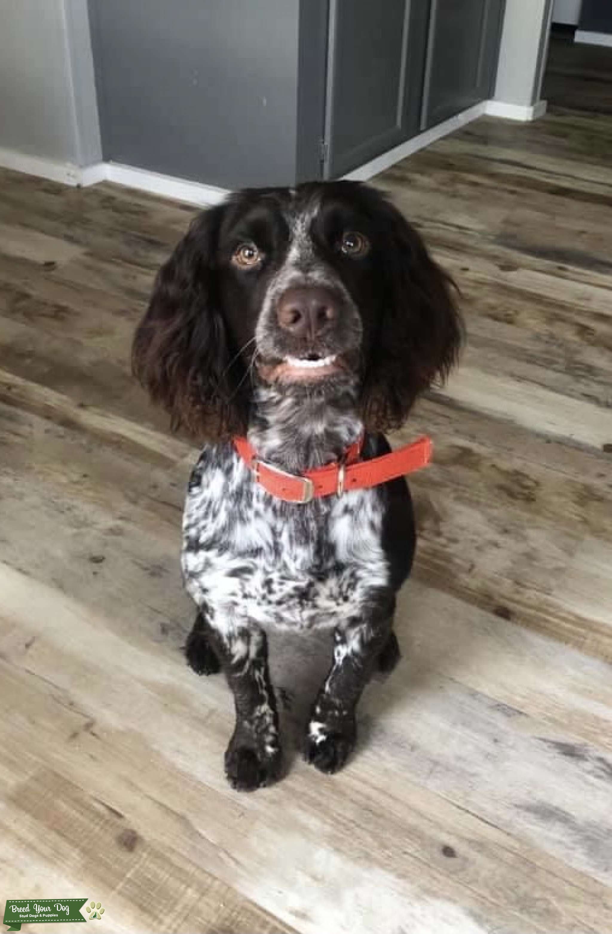 Liver Roan English Cocker field bred - Stud Dog in Southwest Georgia ...