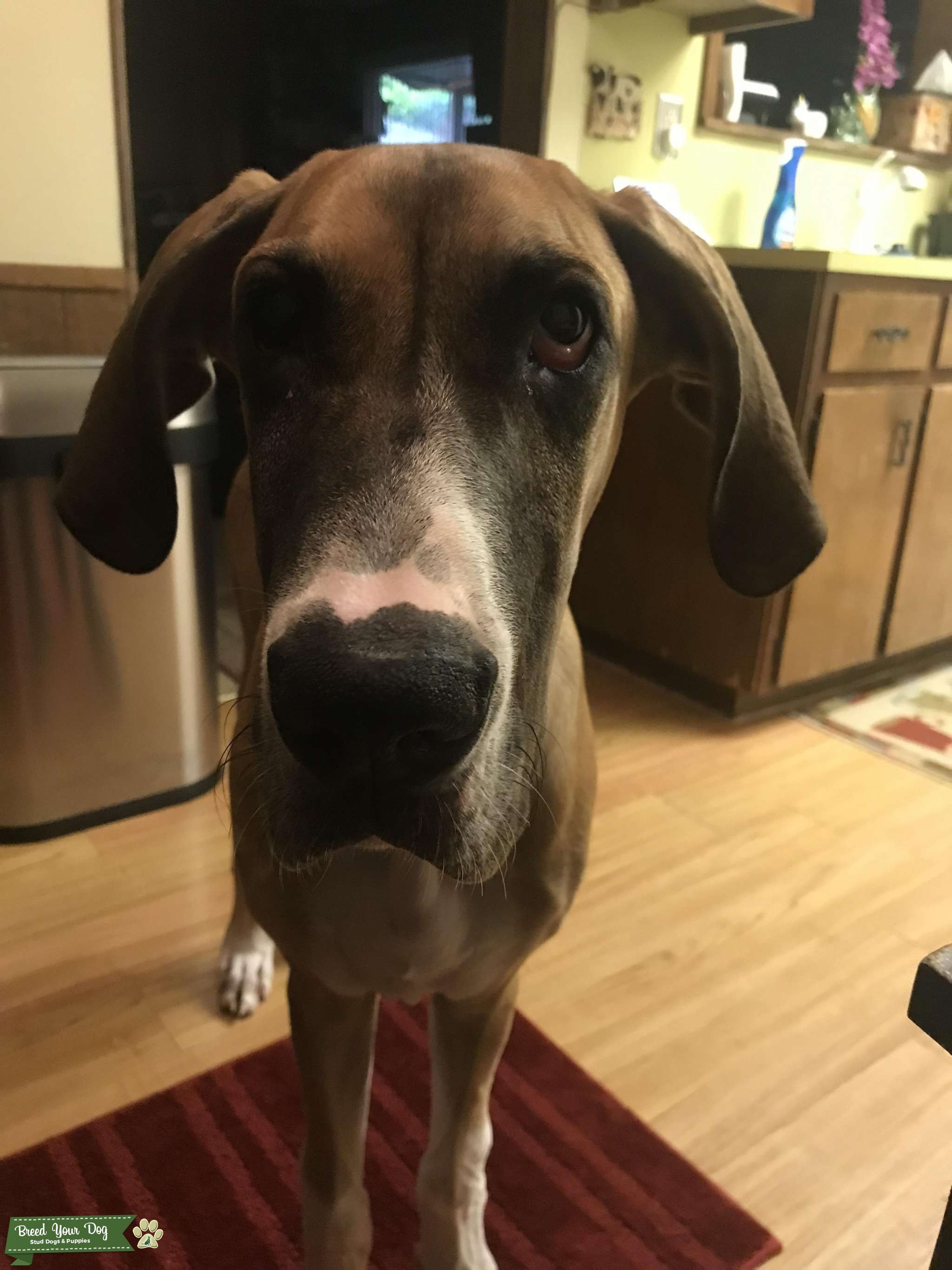 Purebred Great Dane Stud - Stud Dog in Texas, United States | Breed ...