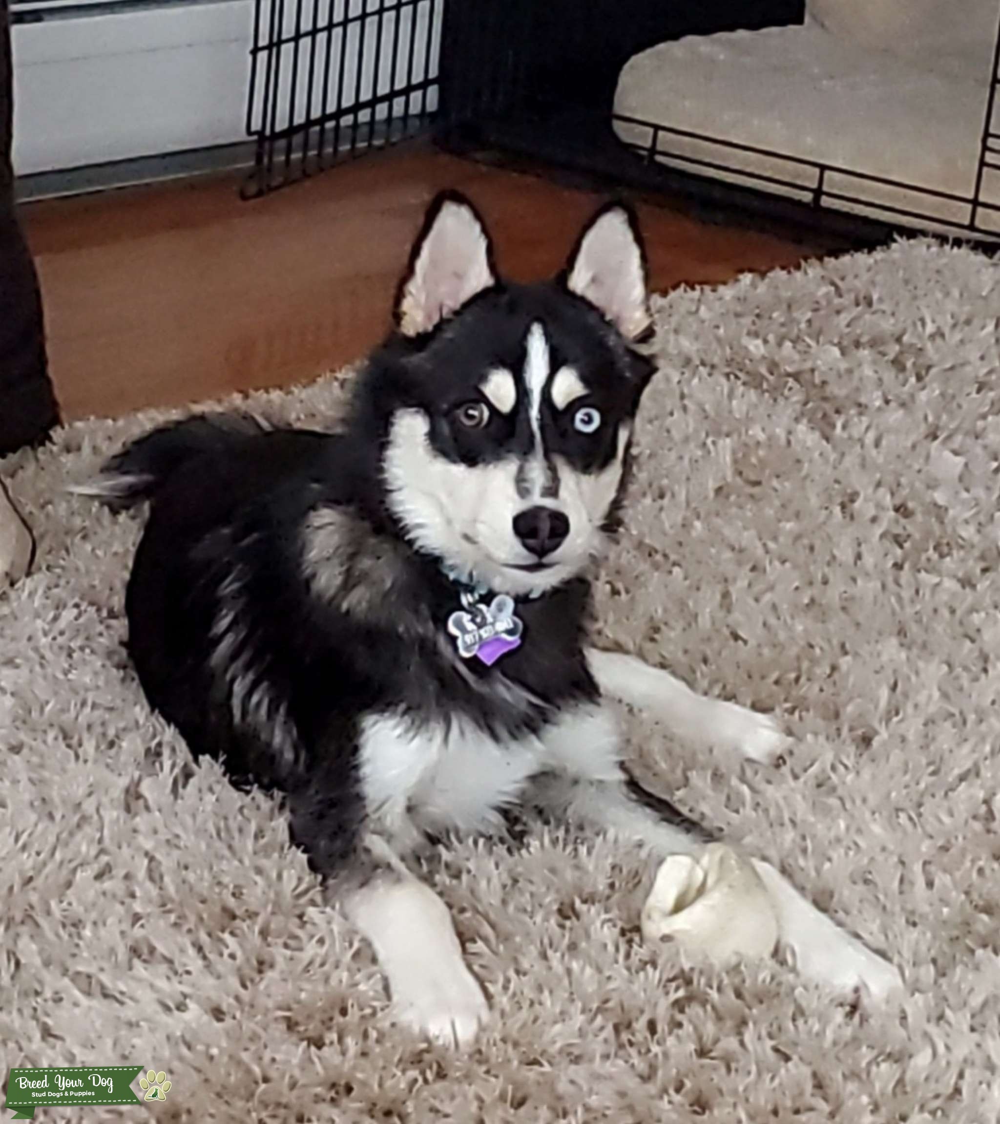 Stud Dog - Stud Dog in NY, the United States | Breed Your Dog