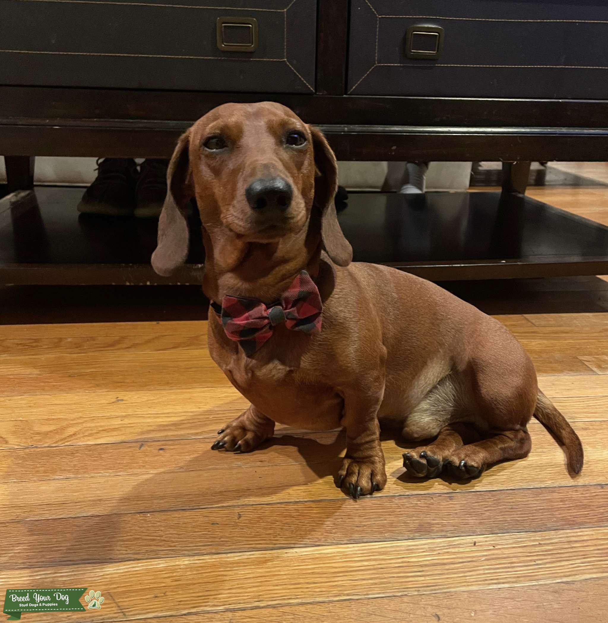 Smooth hair dachshund stud - Stud Dog in Memphis, Australia | Breed ...