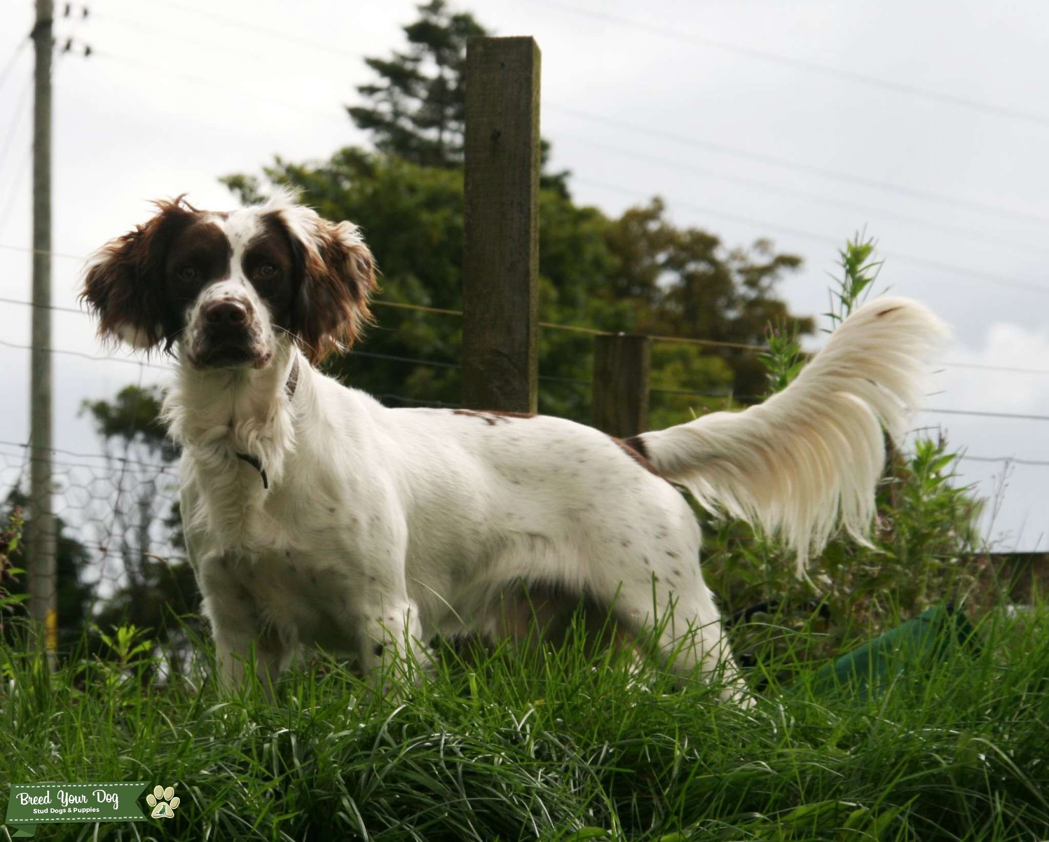 Springer spaniel - Stud Dog in Dumfries , the United States | Breed ...