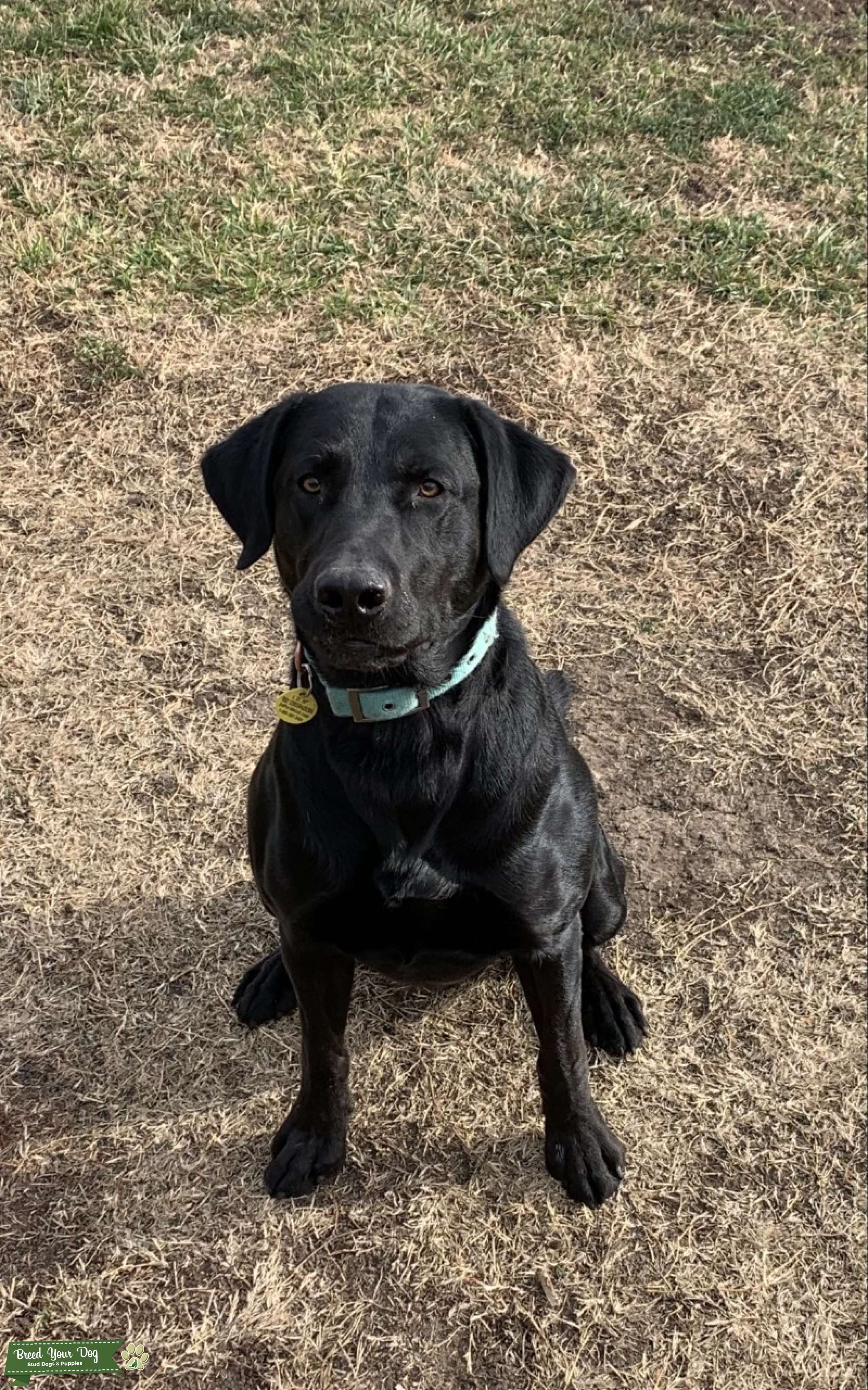 Black Labrador Stud - Stud Dog in KS, United States | Breed Your Dog