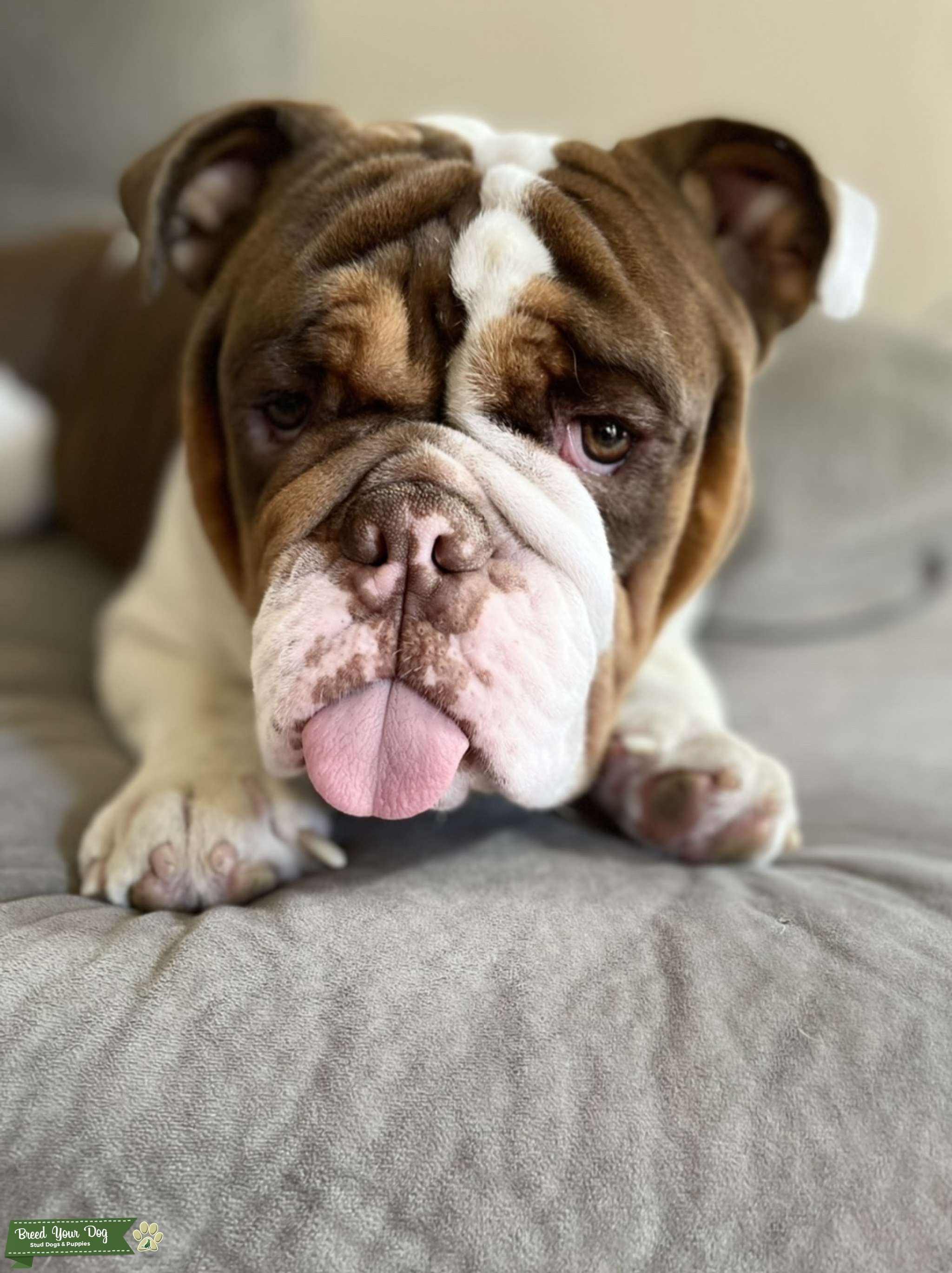 Beautiful Olde English Bulldog Stud - Stud Dog in Midwest , United ...