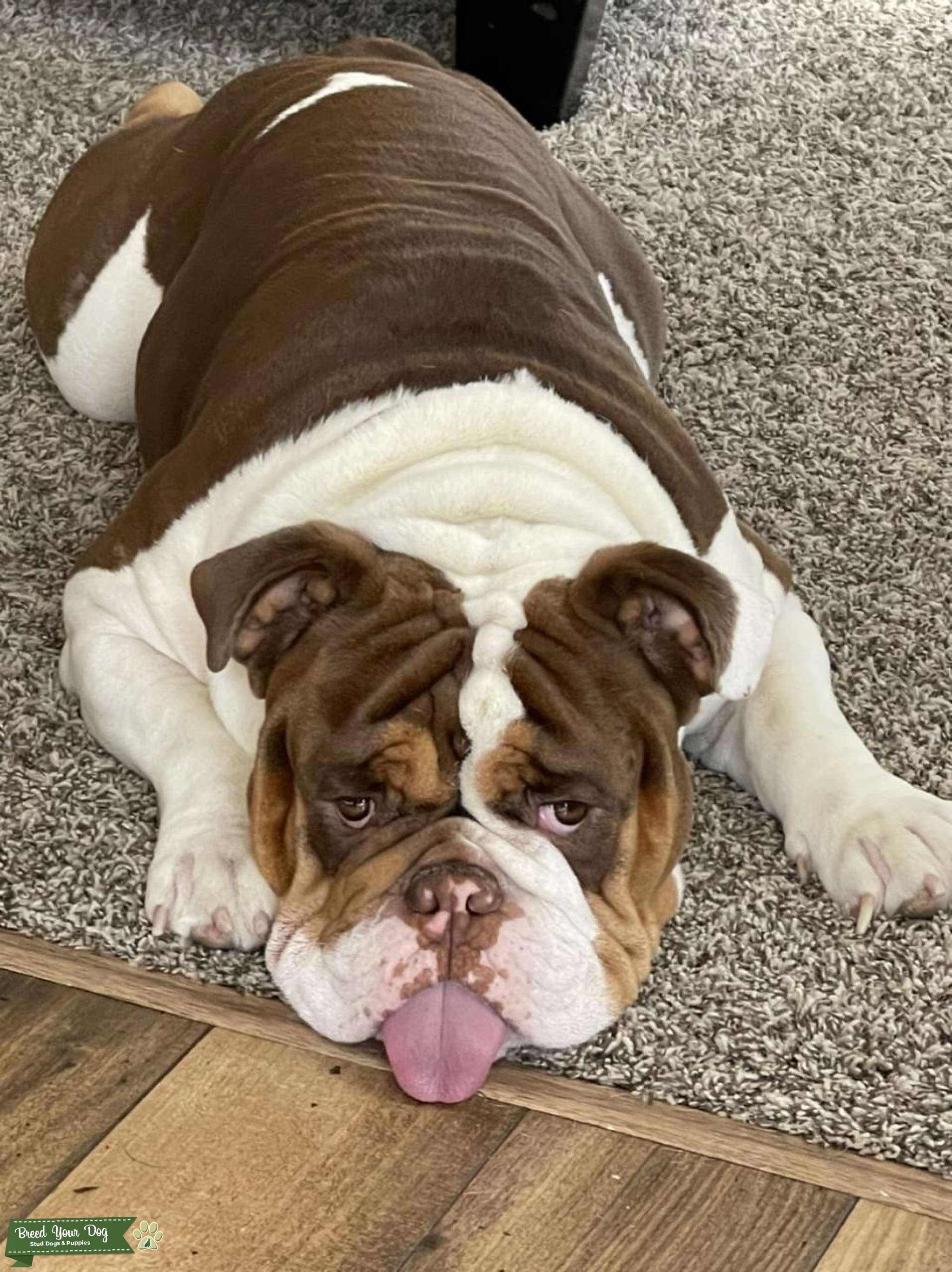 Beautiful Olde English Bulldog Stud - Stud Dog in Midwest , United ...