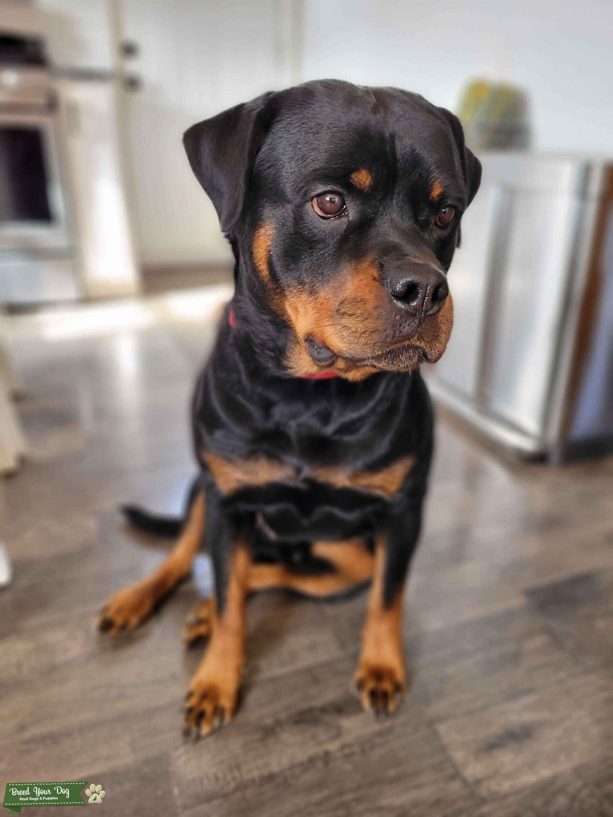 Rottweiler Male Stud Available - Stud Dog Tampa, FL - Breed Your Dog