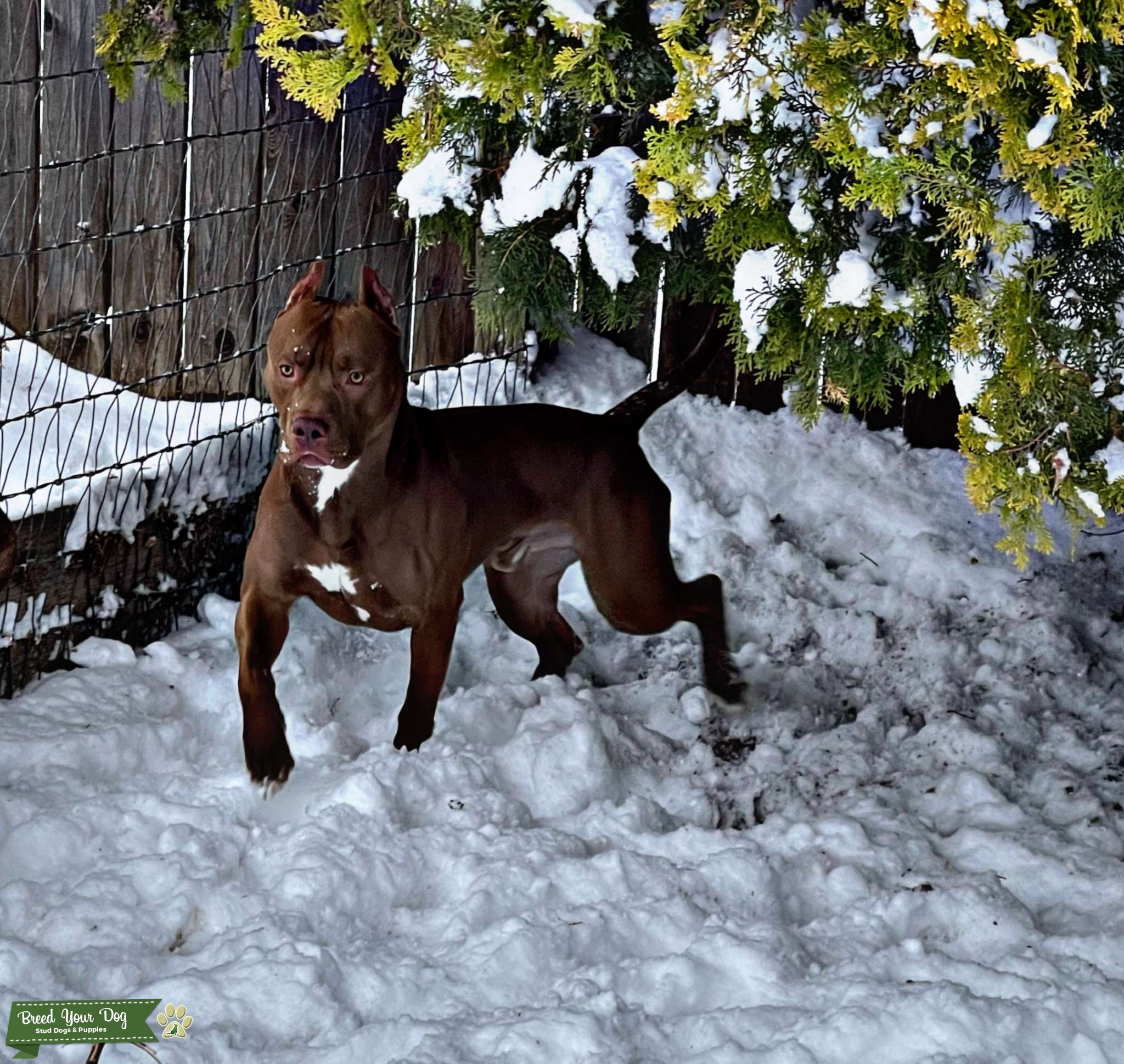 APBT STUD - Stud Dog in Quincy , United States | Breed Your Dog