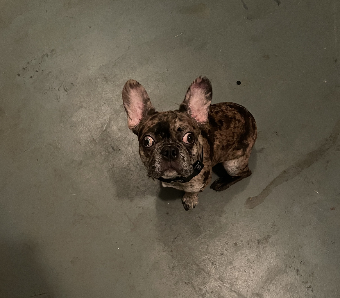 Choco/tan Merle Frenchie Stud - Stud Dog in Georgia , United States ...