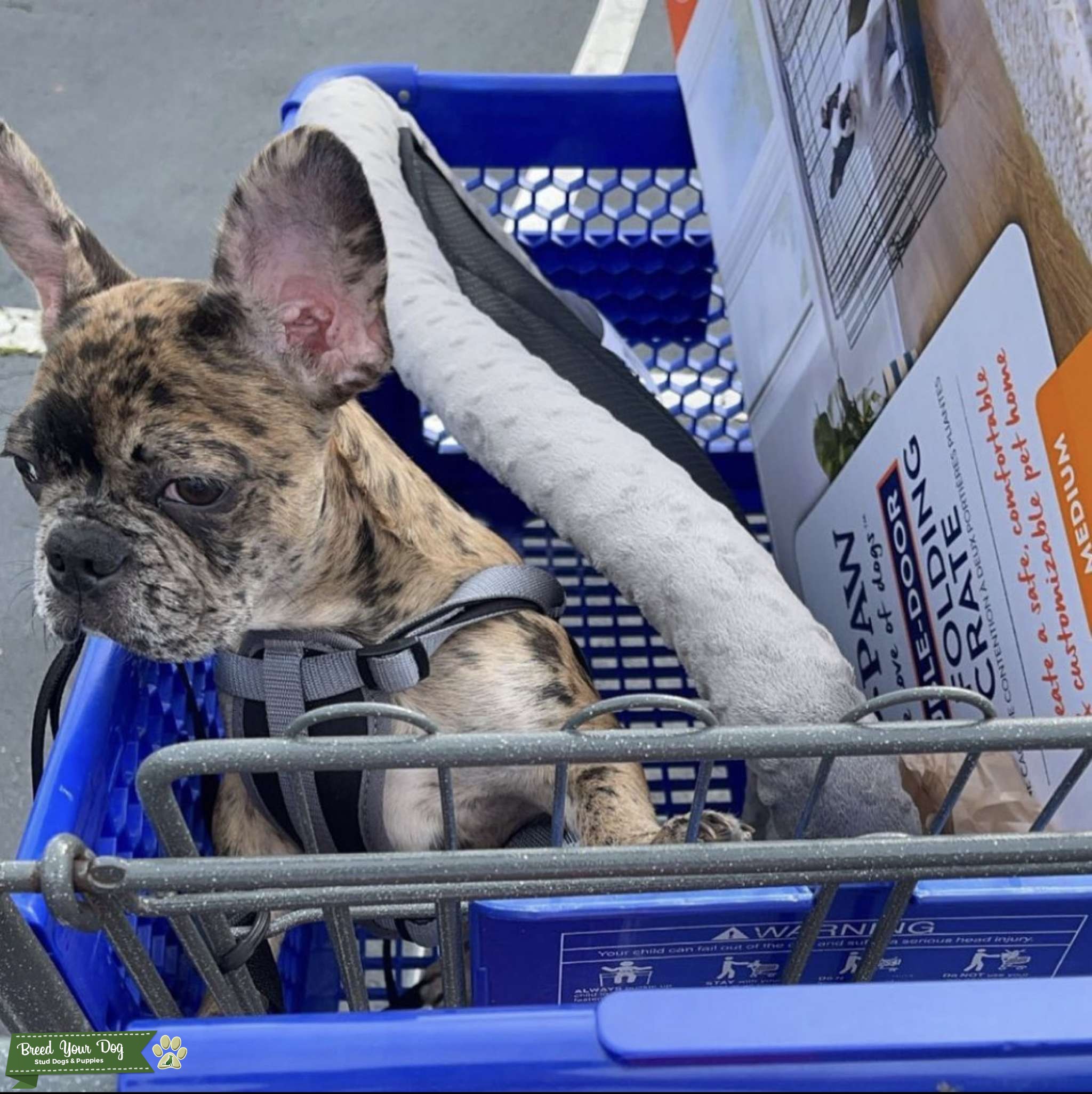 Choco/tan Merle Frenchie Stud - Stud Dog in Georgia , the United States ...