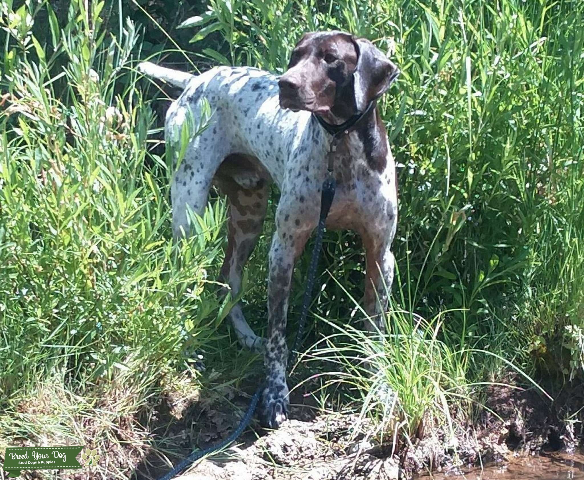 German Shorthaired Pointer Stud - Stud Dog Arizona - Breed Your Dog