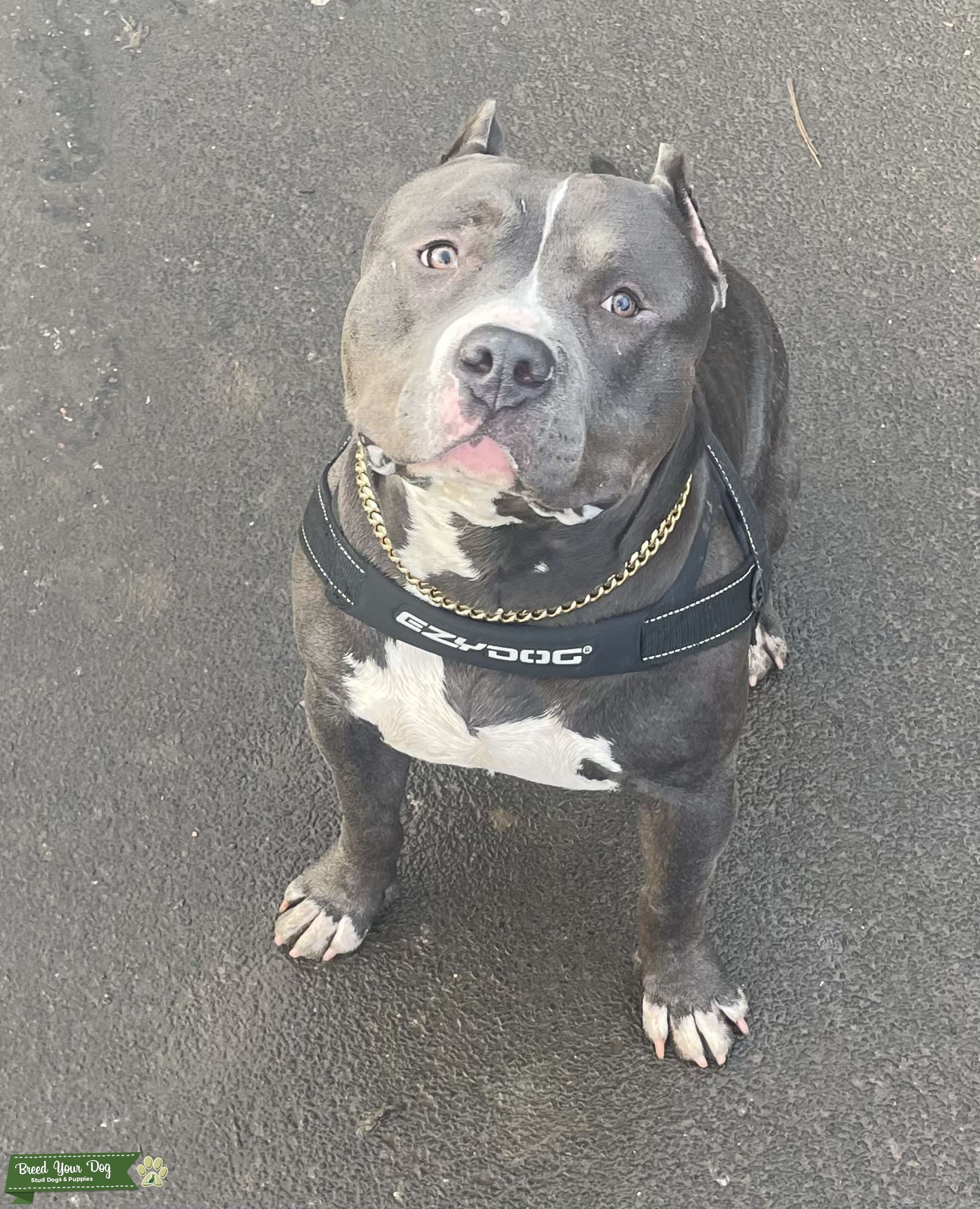 American Bully Blue Line For Stud - Stud Dog Wakefield - Breed Your Dog