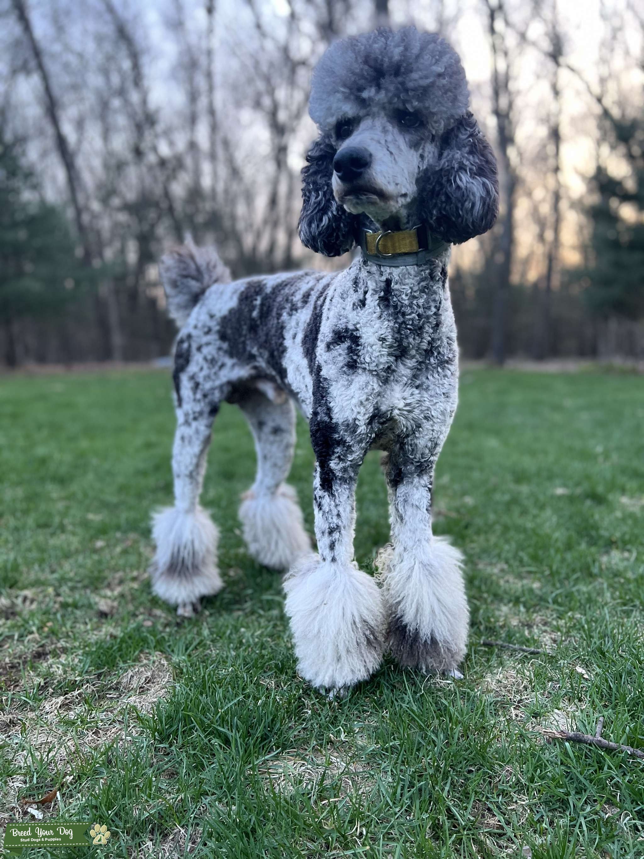 Standard Poodle Stud - Stud Dog in Michigan, the United States | Breed ...